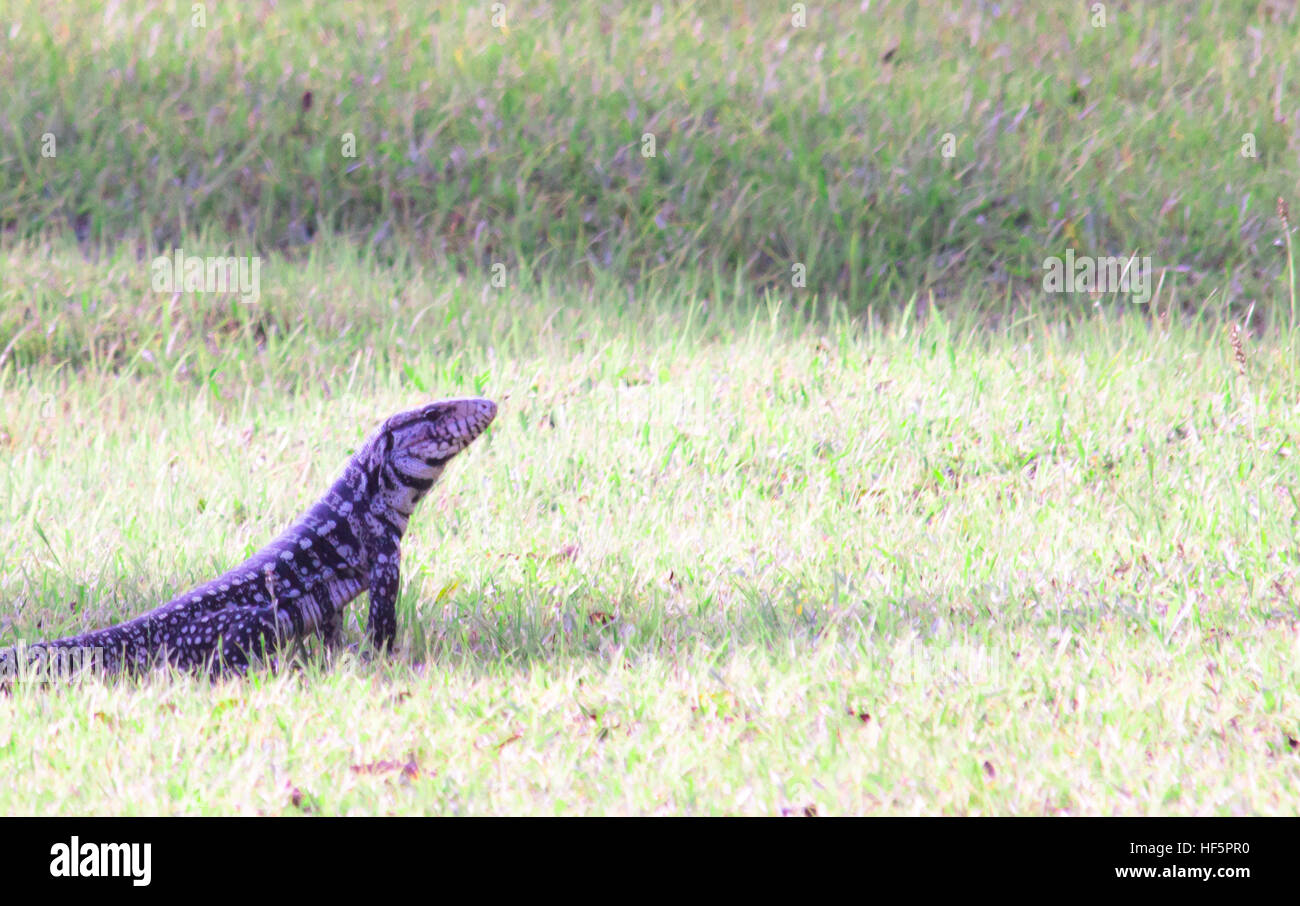 Lizards path hi-res stock photography and images - Alamy