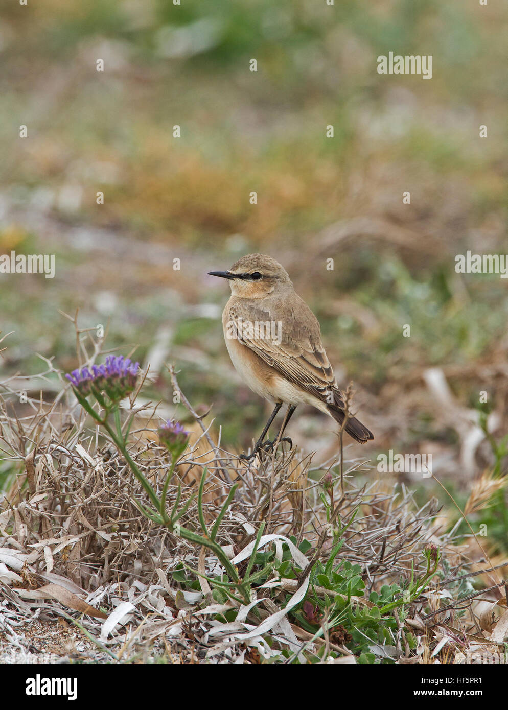 Female Northern Wheatear Oenanthe oenanthe spring Stock Photo - Alamy