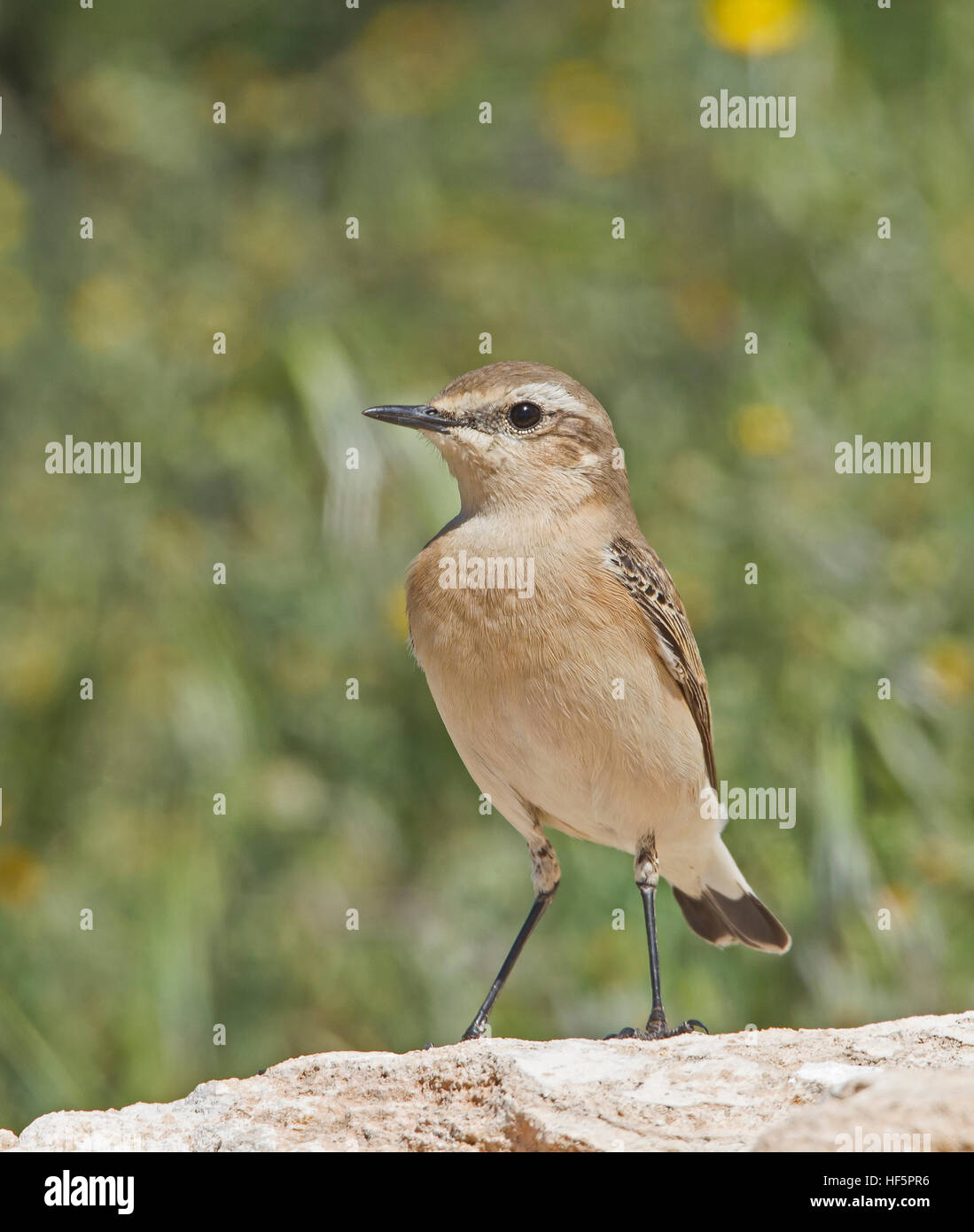 Female Northern Wheatear Oenanthe oenanthe spring Stock Photo - Alamy