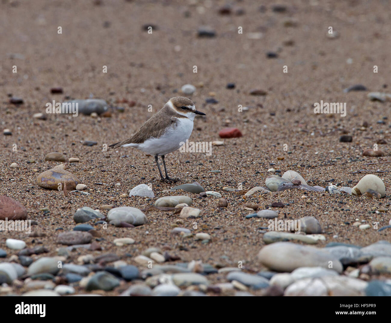 Greater Sand plover Charadrius leschenaultii on beach mandria cyprus ...