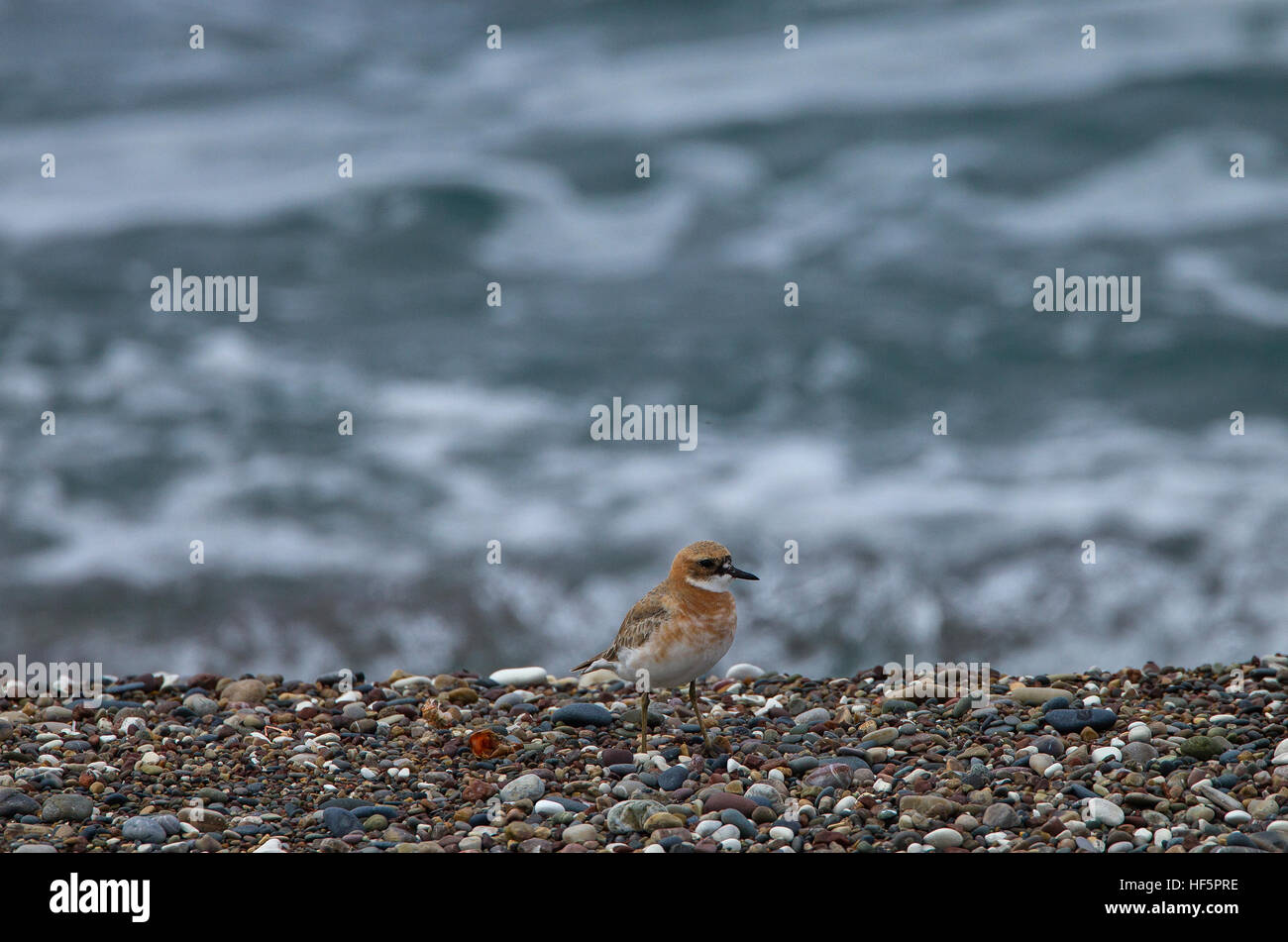 Greater Sand plover Charadrius leschenaultii on beach mandria cyprus ...