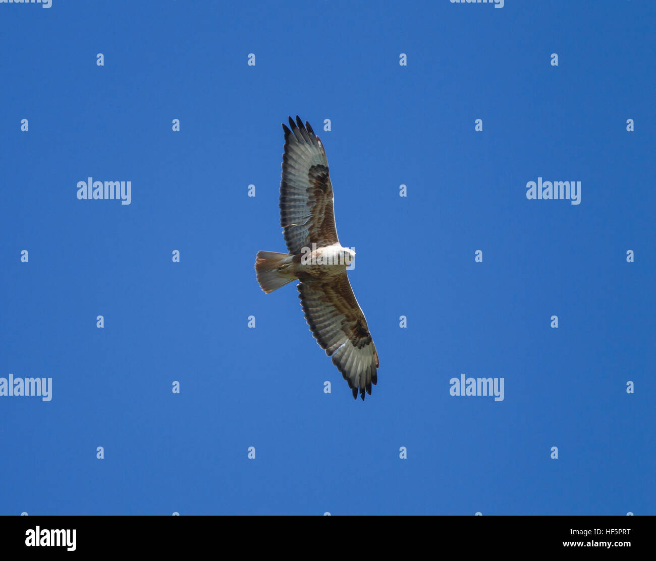 Long legged buzzard on migration Stock Photo - Alamy