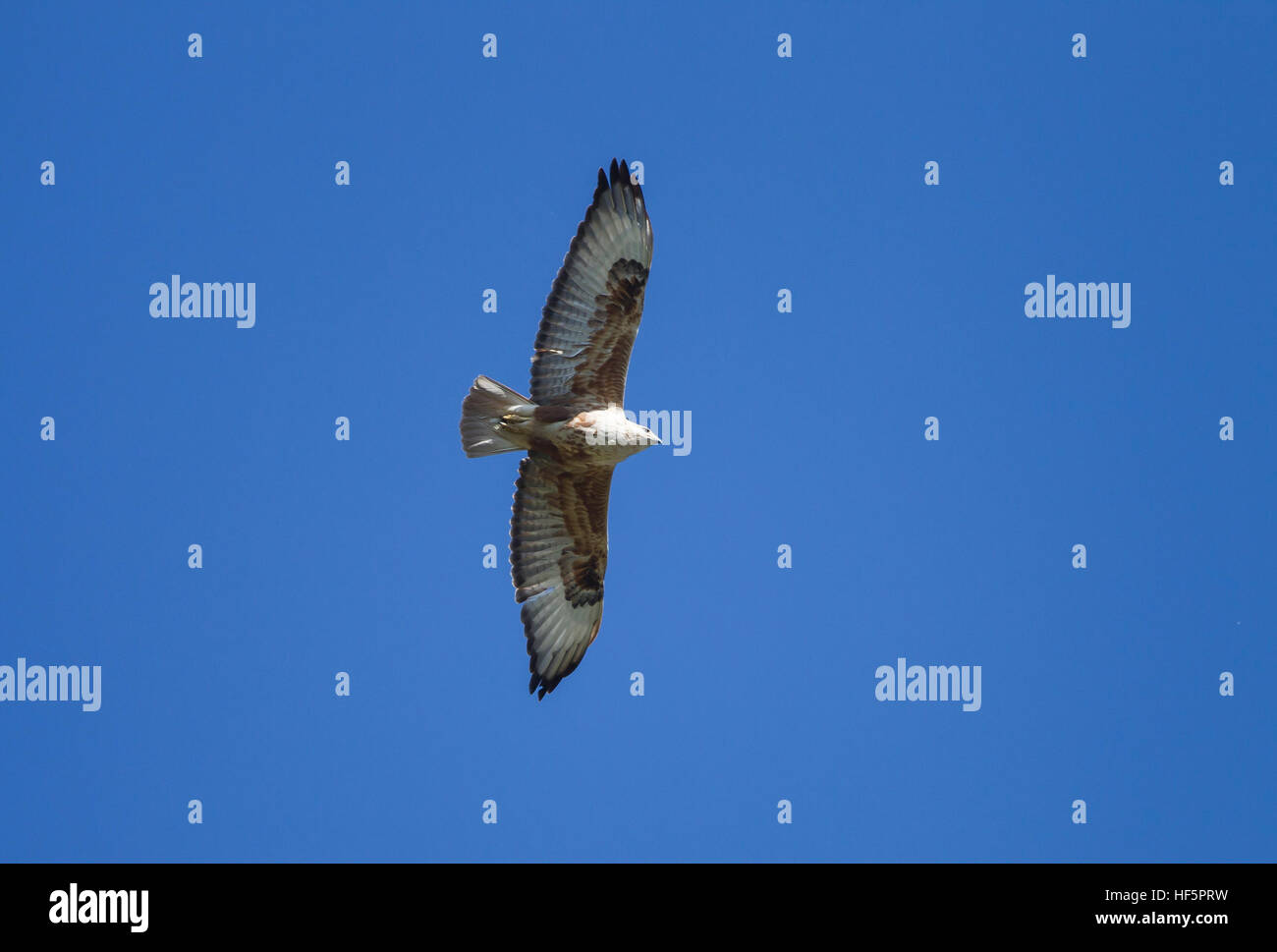 Long legged buzzard on migration Stock Photo - Alamy