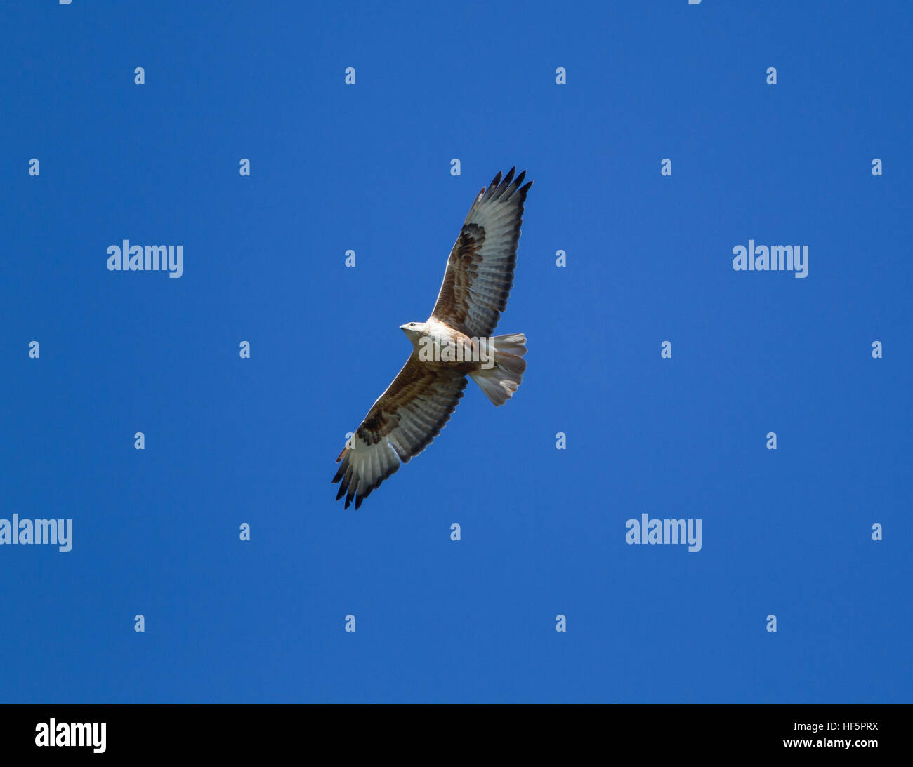 Long legged buzzard on migration Stock Photo - Alamy