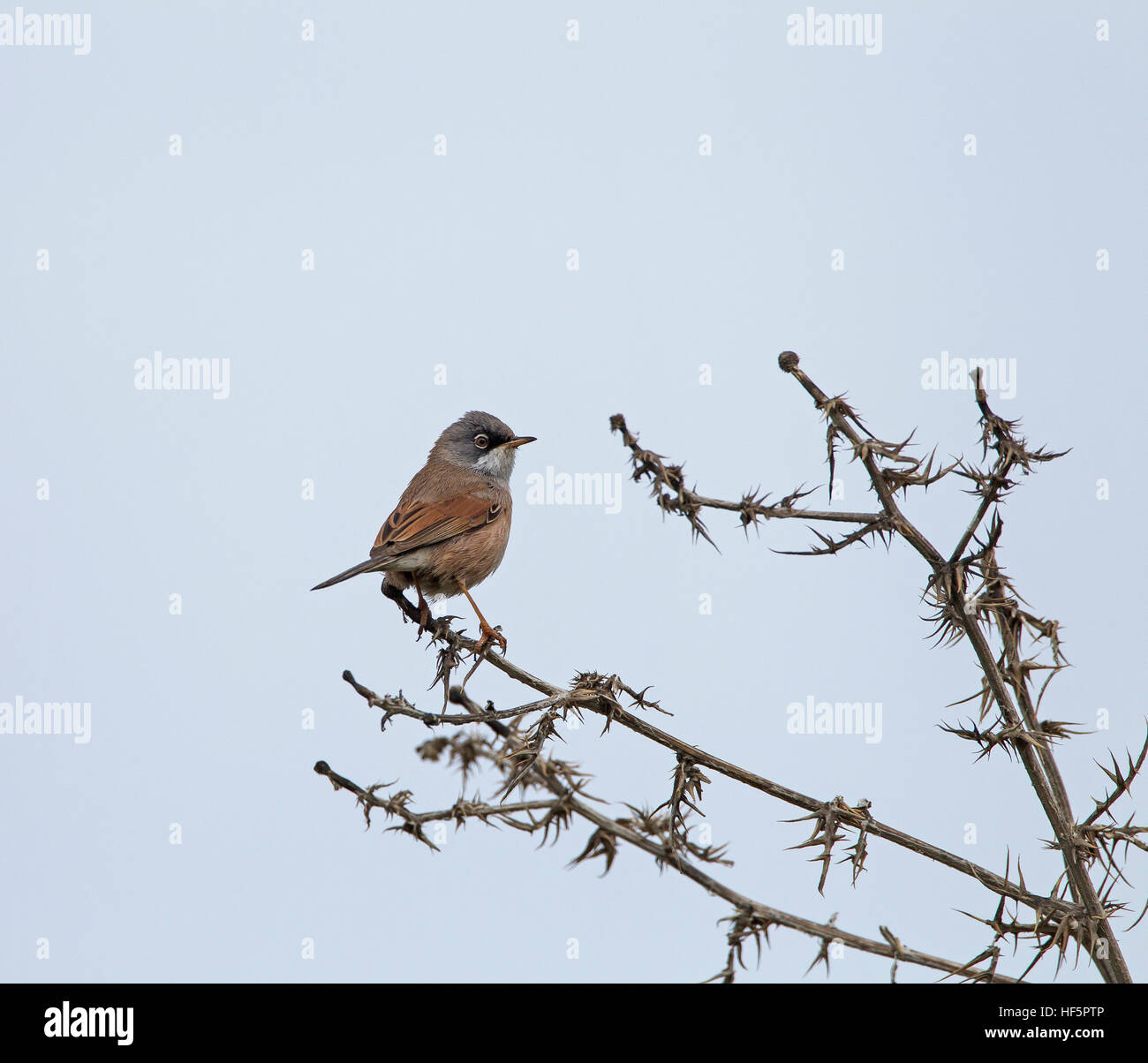 Spectacled Warbler Sylvia conspicillata Anarita Cyprus Stock Photo - Alamy