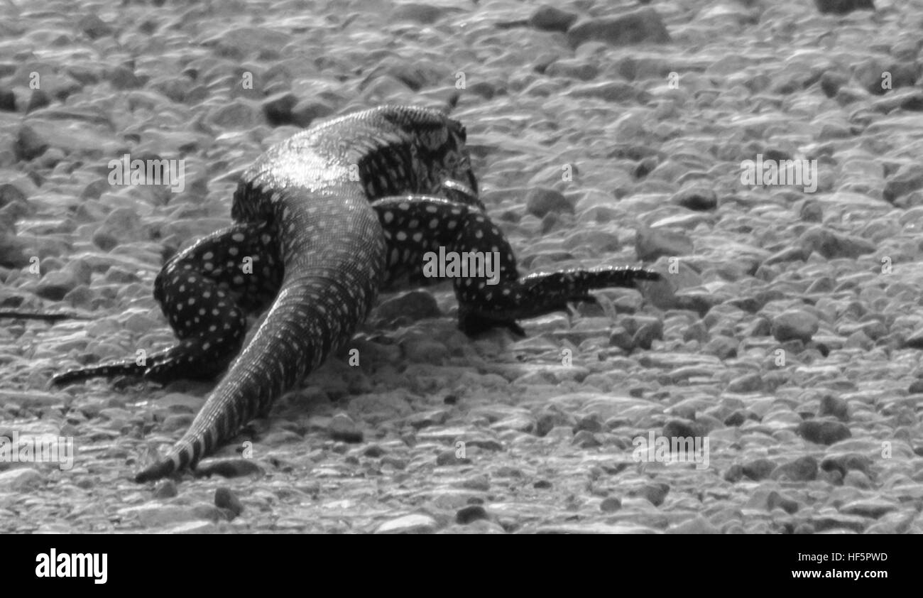 Species of lizard Black and White Stock Photos & Images - Alamy