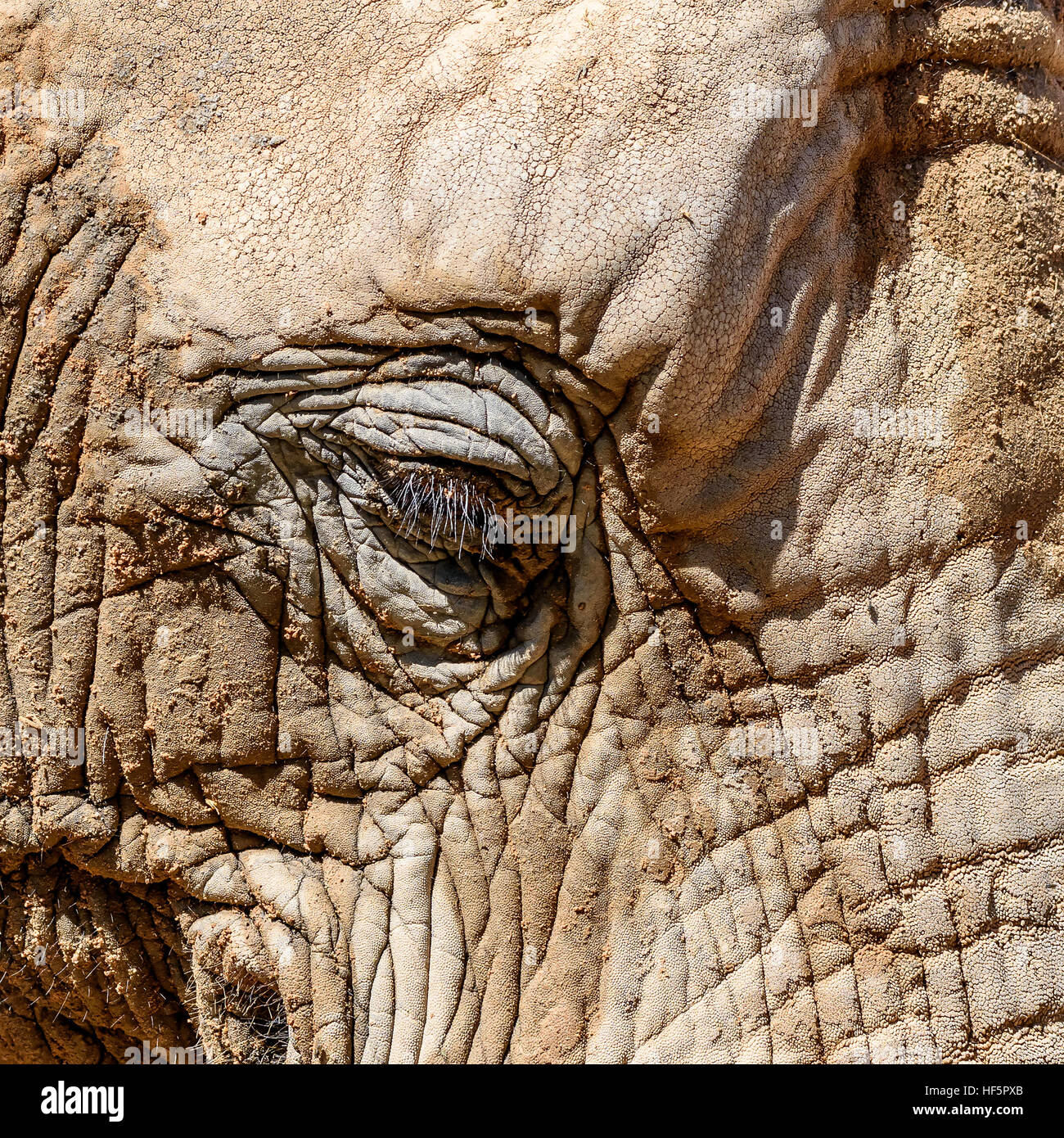 Wild African Elephant Portrait Close Up Stock Photo - Alamy