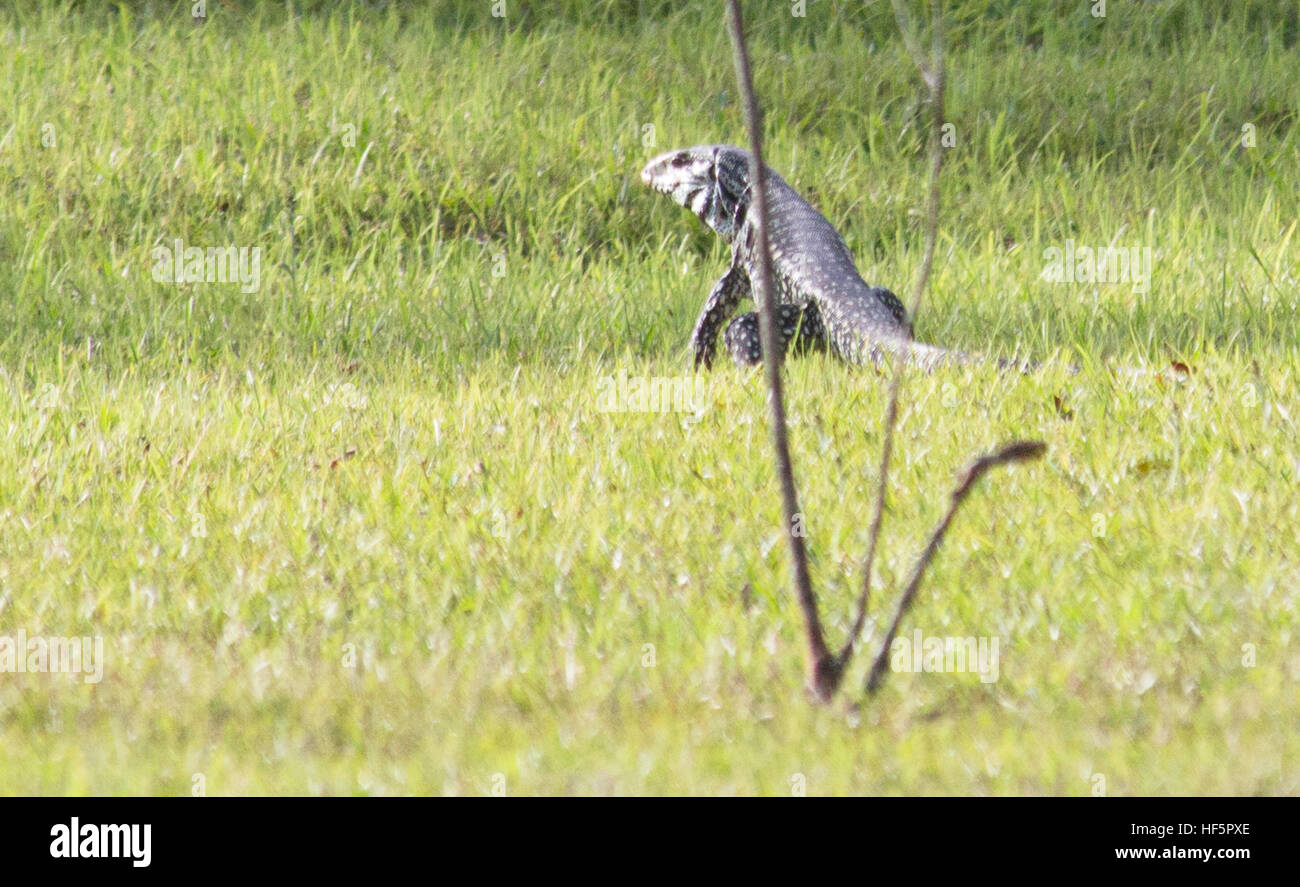 Lizards path hi-res stock photography and images - Alamy