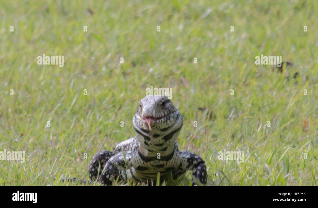 Lizards path hi-res stock photography and images - Alamy