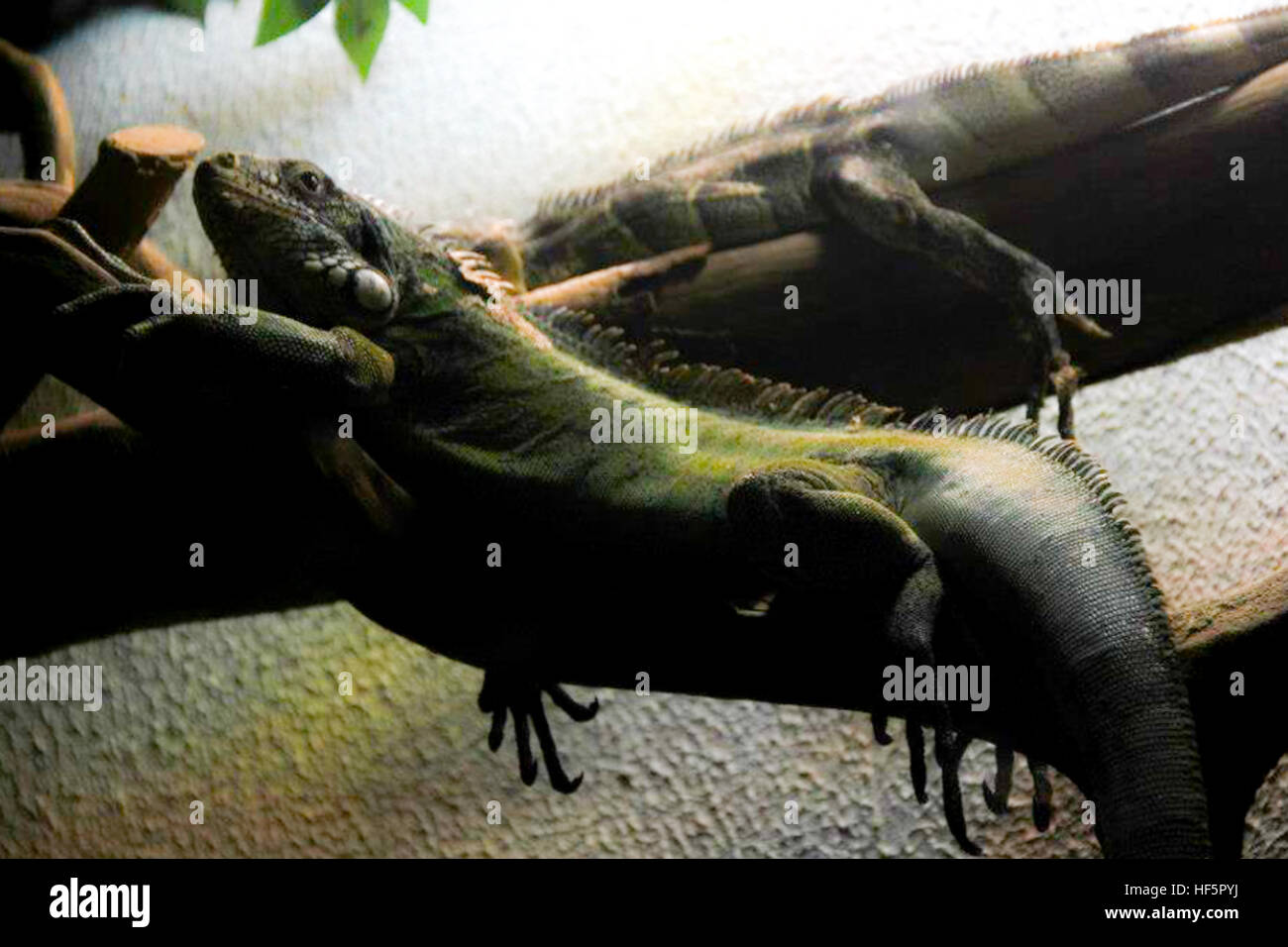 Lizard doing pose Stock Photo - Alamy