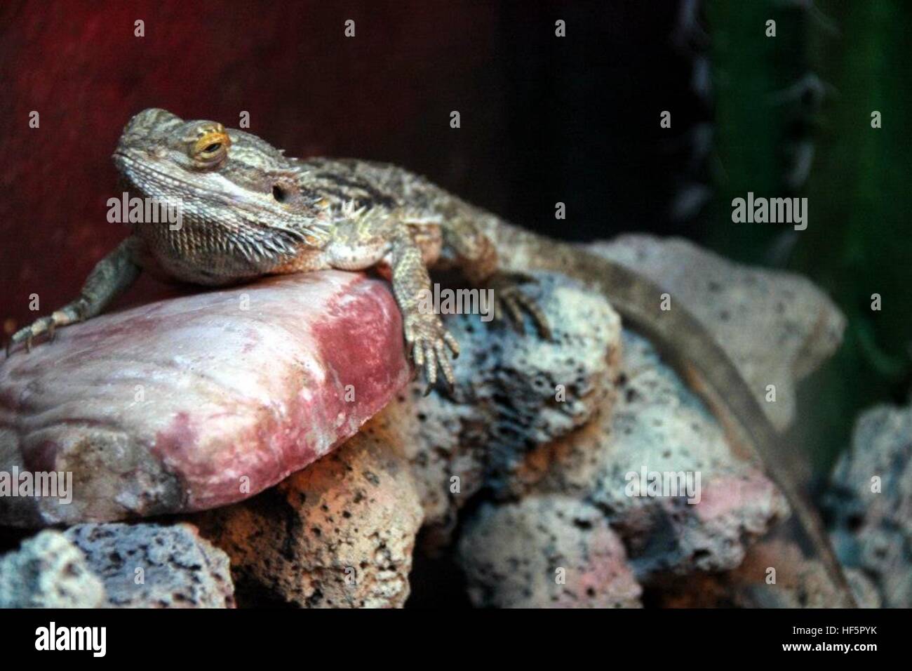 Lizard in the stones Stock Photo - Alamy