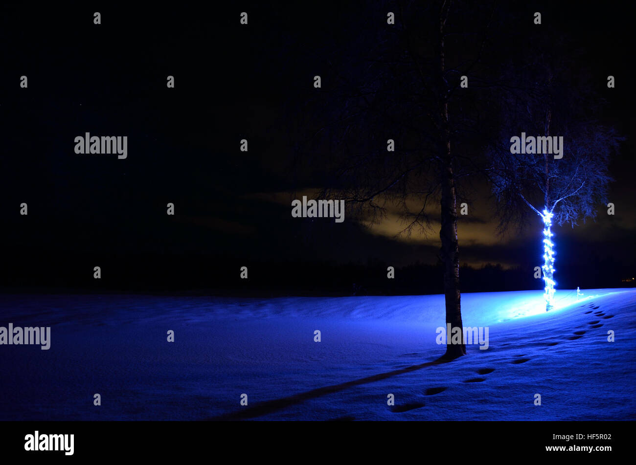 blue christmas light on birch tree in winter Stock Photo - Alamy