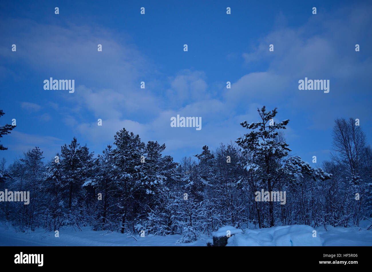 vibrant cold blue winter sky in freezing forest Stock Photo - Alamy
