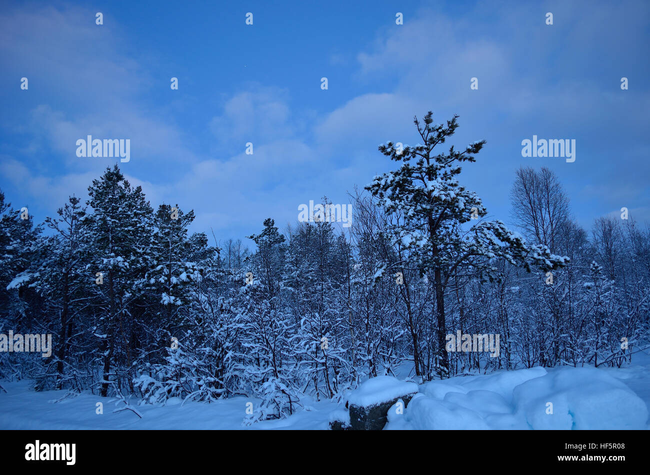 vibrant cold blue winter sky in freezing forest Stock Photo - Alamy