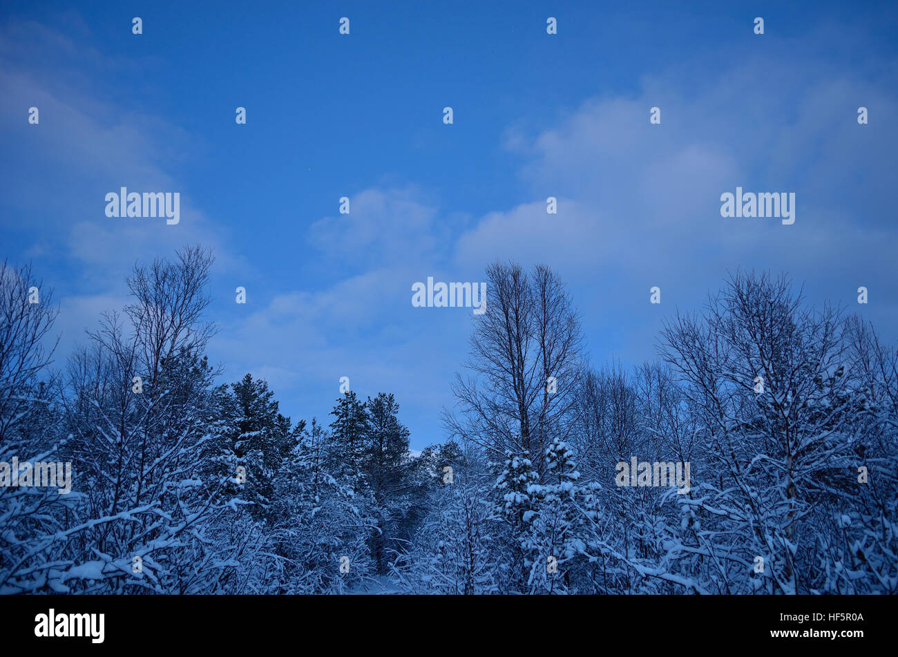 vibrant cold blue winter sky in freezing forest Stock Photo - Alamy