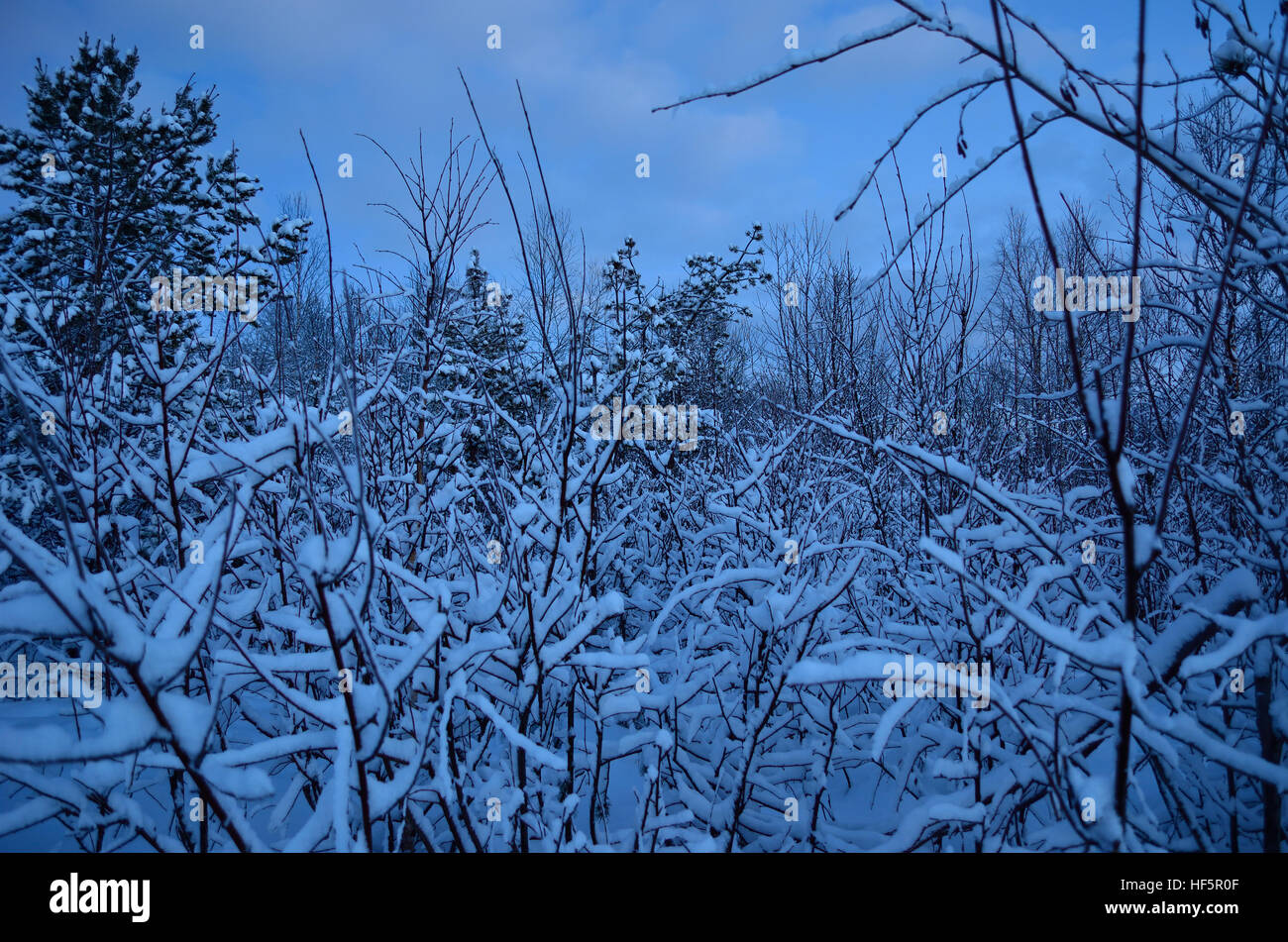 frosty and snowy winter wilderness in december Stock Photo - Alamy