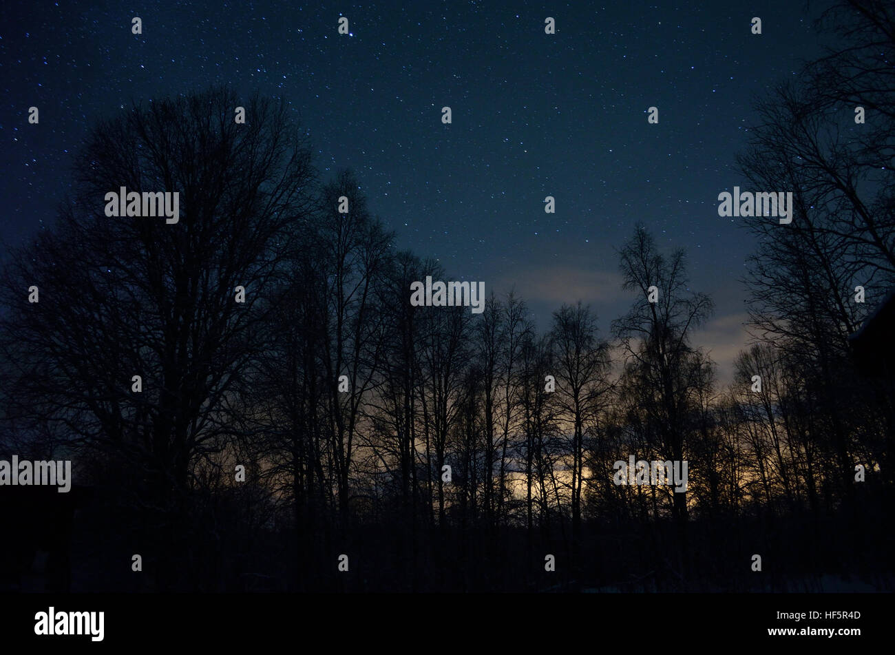 beautiful night star sky over birch trees Stock Photo - Alamy