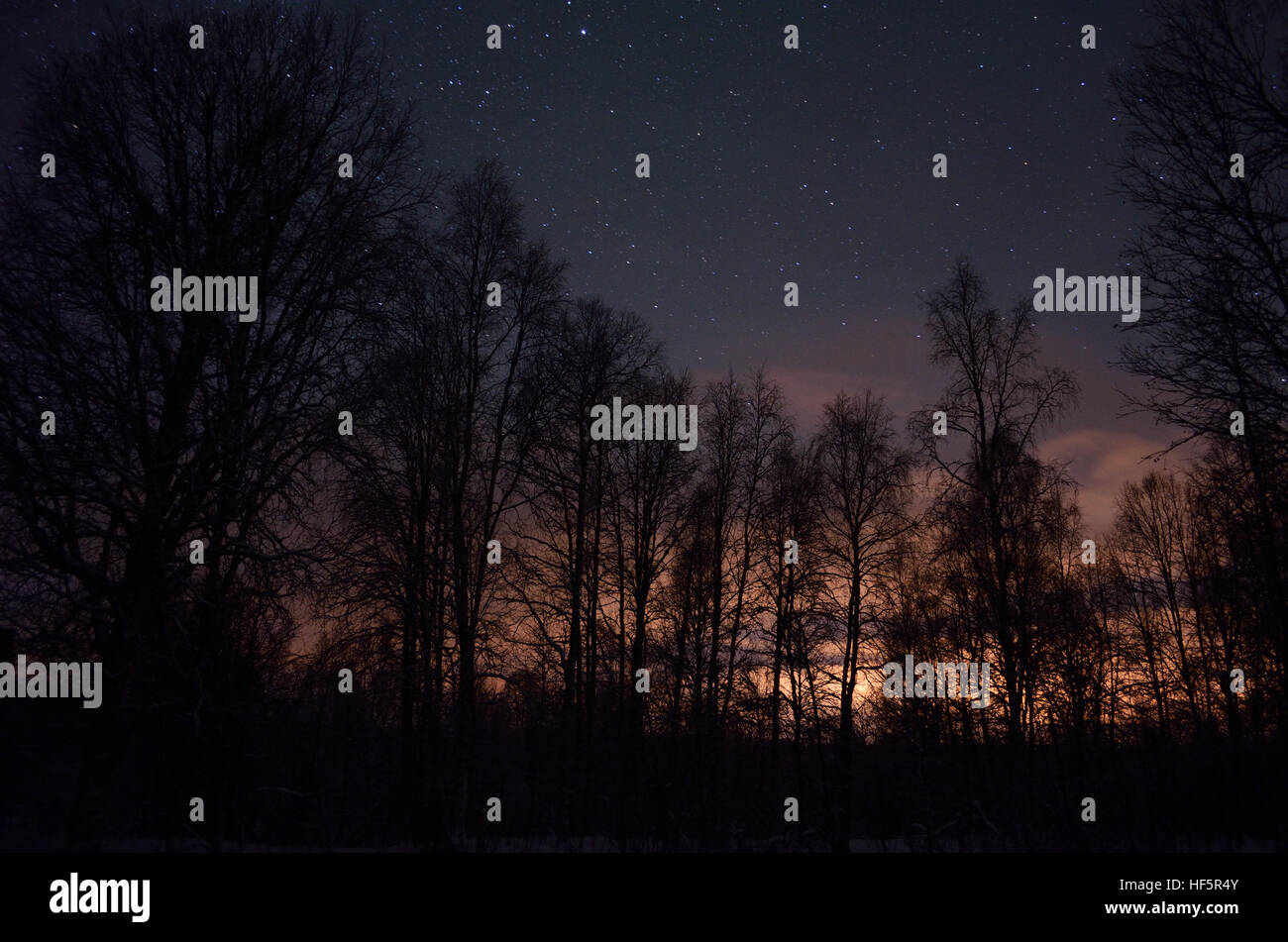 beautiful night star sky over birch trees Stock Photo - Alamy