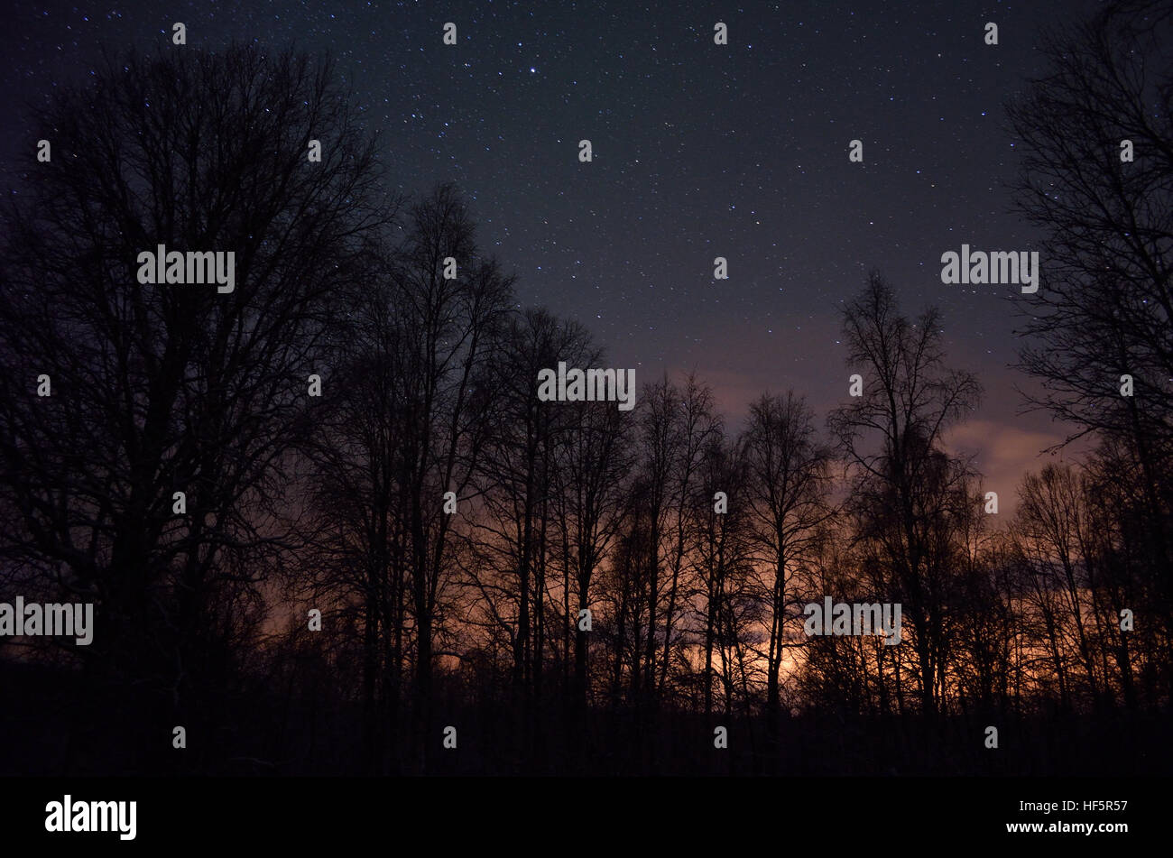 beautiful night star sky over birch trees Stock Photo - Alamy