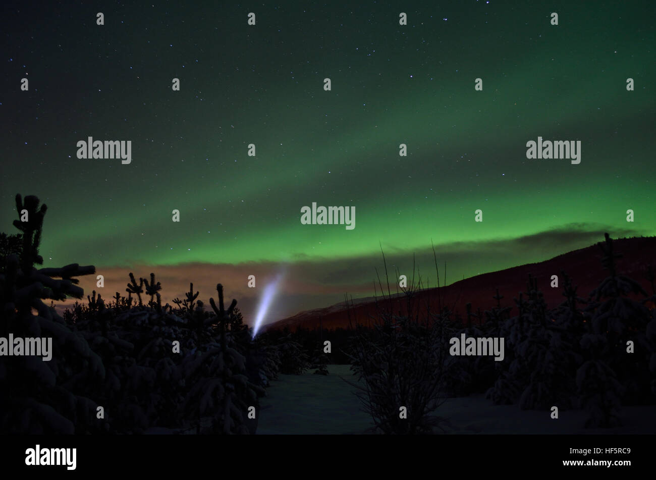 person pointing flashlight beam towards aurora borealis on winter night ...