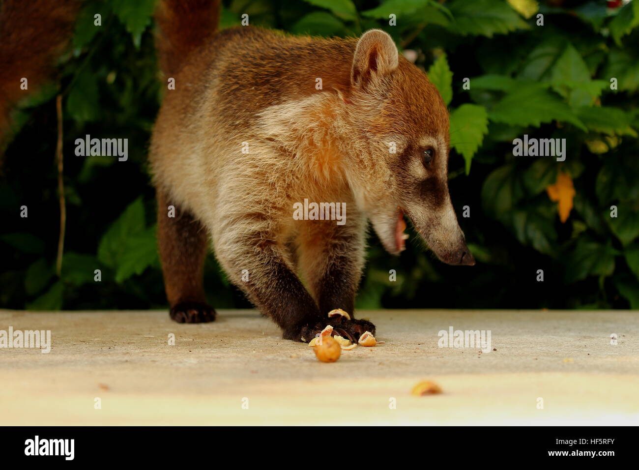 Coatis mexico hi-res stock photography and images - Alamy