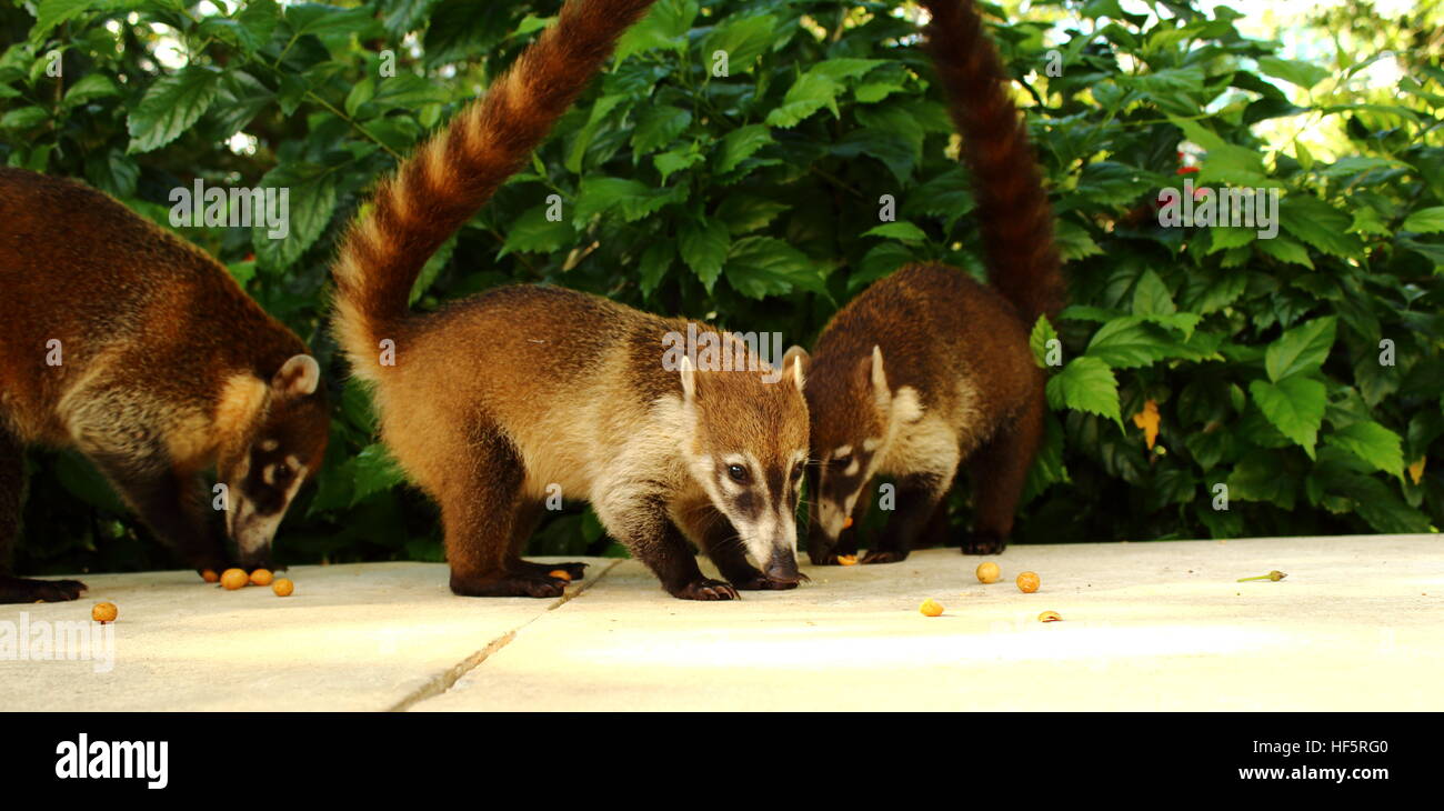 Coatis mexico hi-res stock photography and images - Alamy