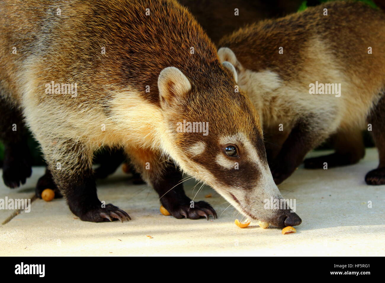 Coatis mexico hi-res stock photography and images - Alamy