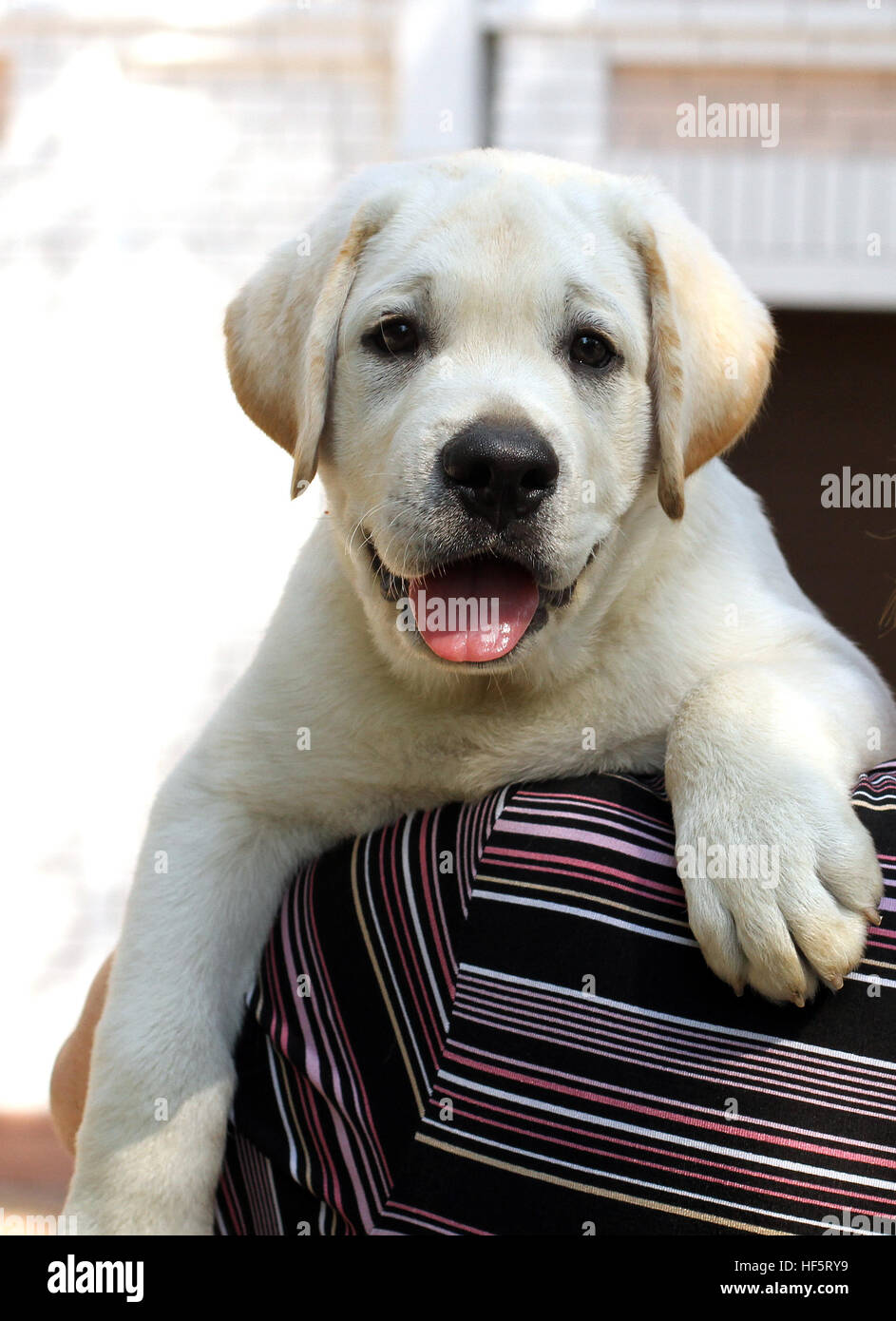 the little cute yellow labrador puppy a shoulder of a man Stock Photo ...