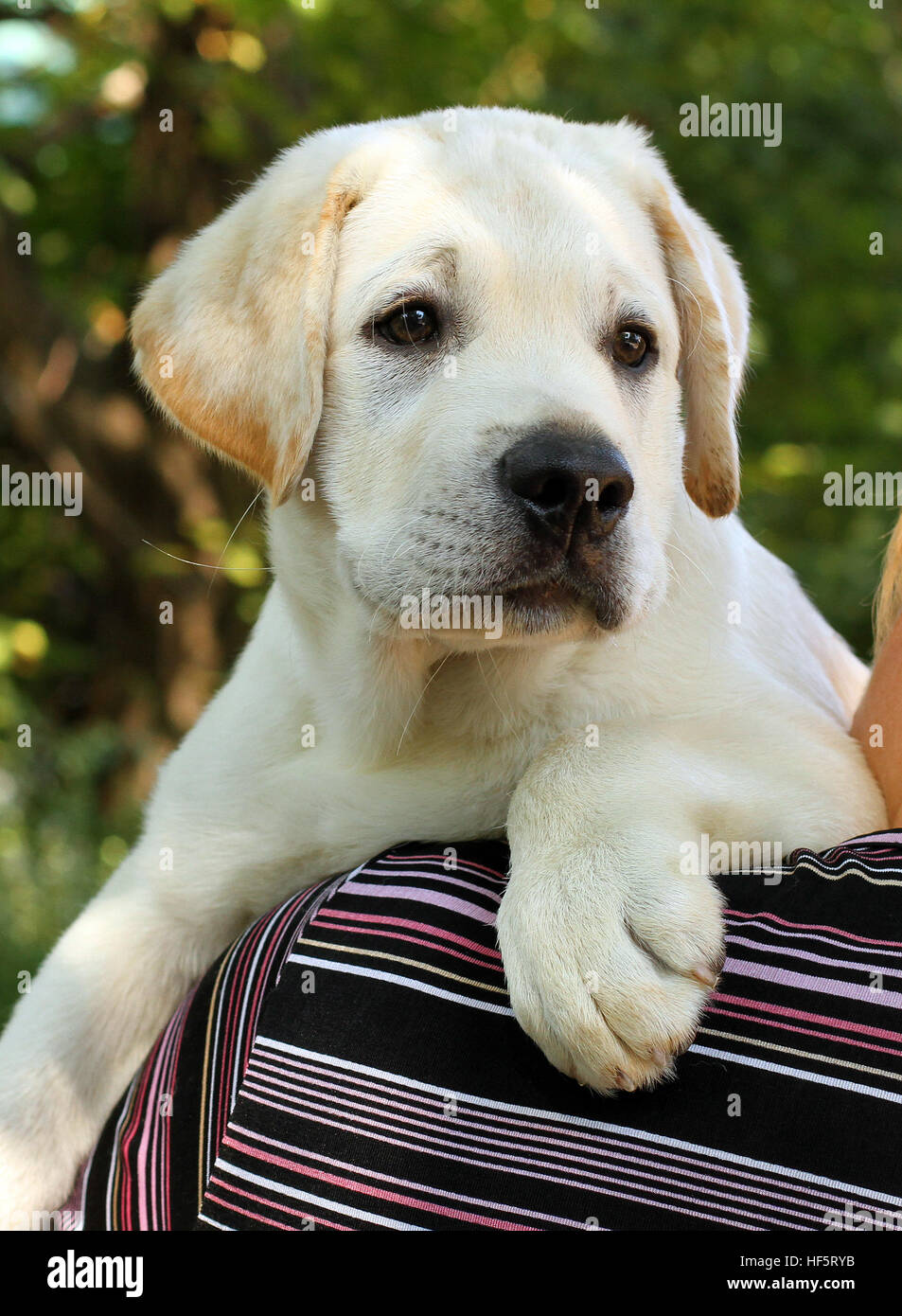 little cute yellow labrador puppy a shoulder of a man Stock Photo - Alamy