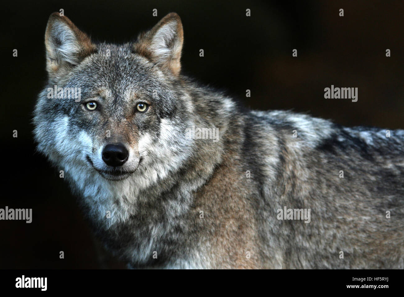 A wild wolf looks into the camera Stock Photo - Alamy