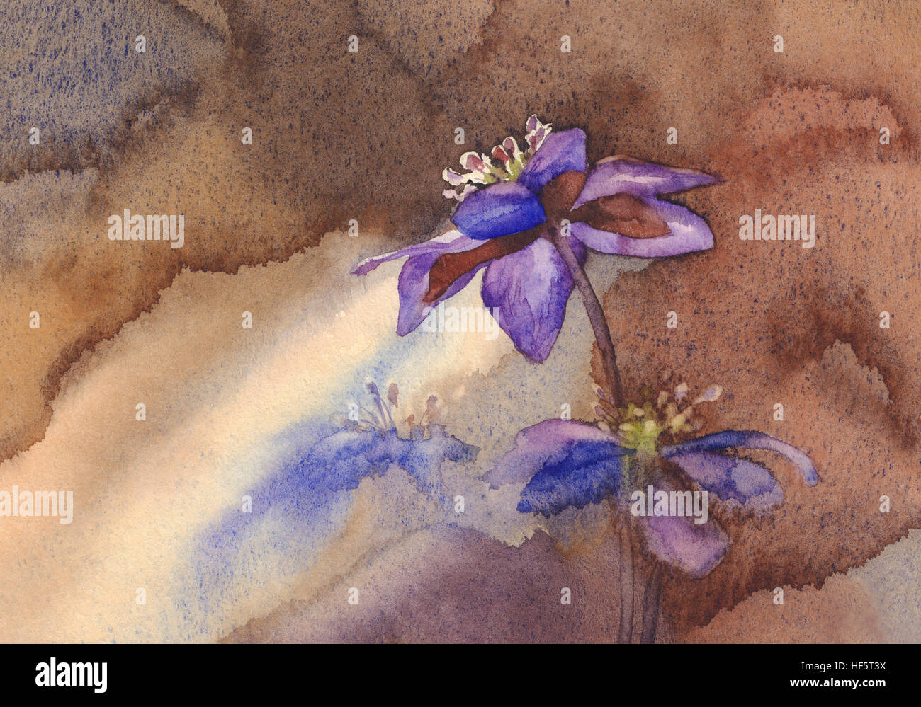 Hepatica drawing hi-res stock photography and images - Alamy