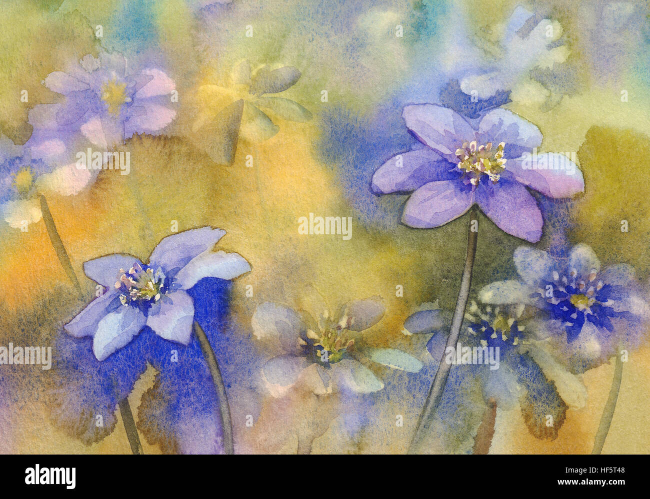 Hepatica drawing hi-res stock photography and images - Alamy