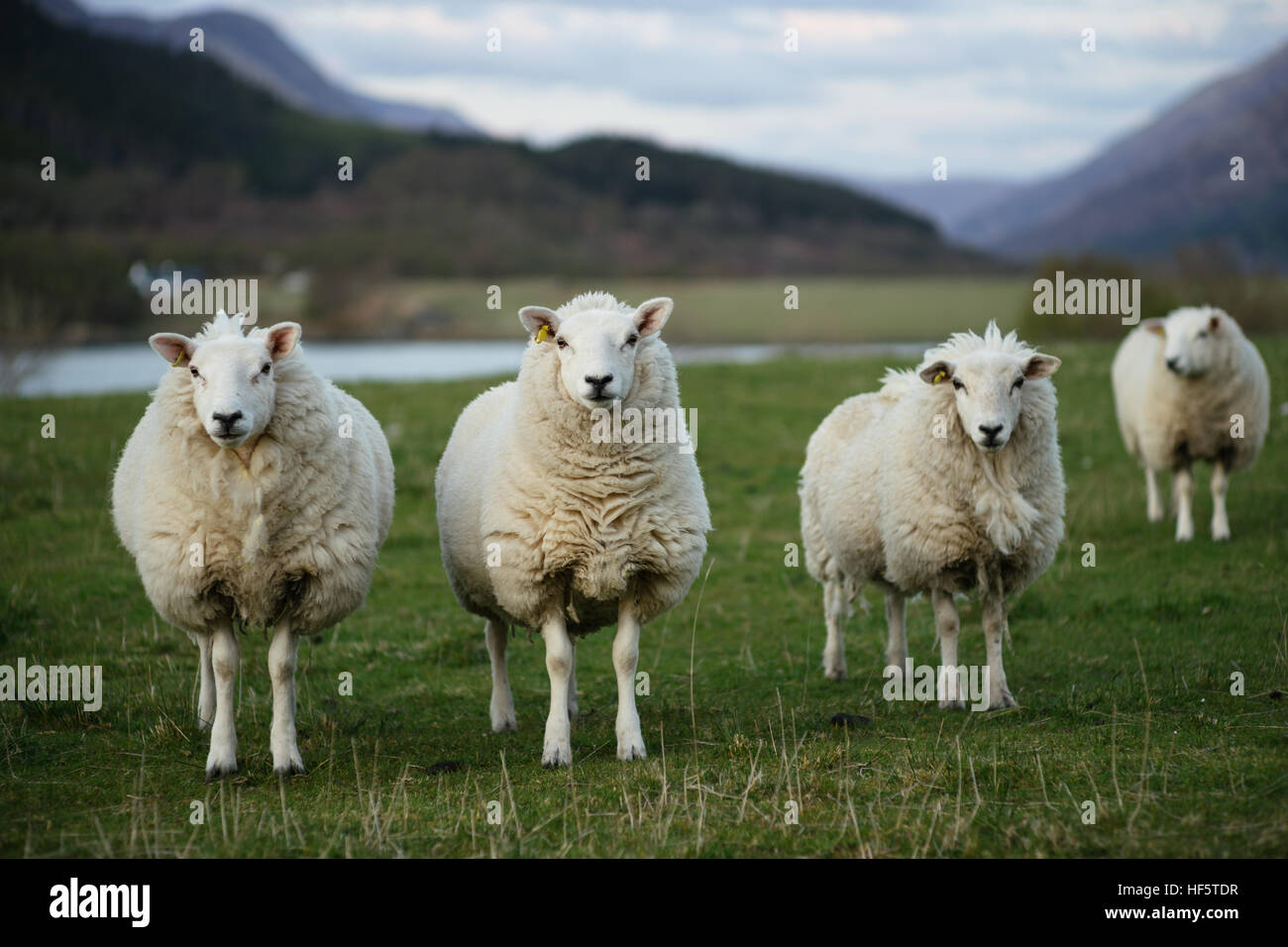 Sheep in Scotland Stock Photo - Alamy