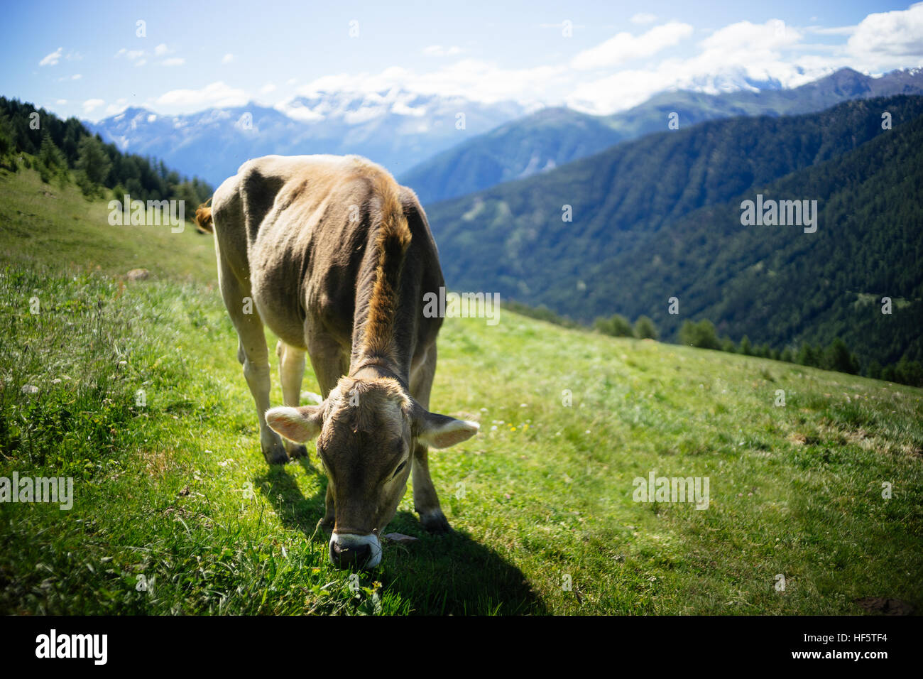A cow on a mountain pasture in the Alps between Italy and Switzerland ...
