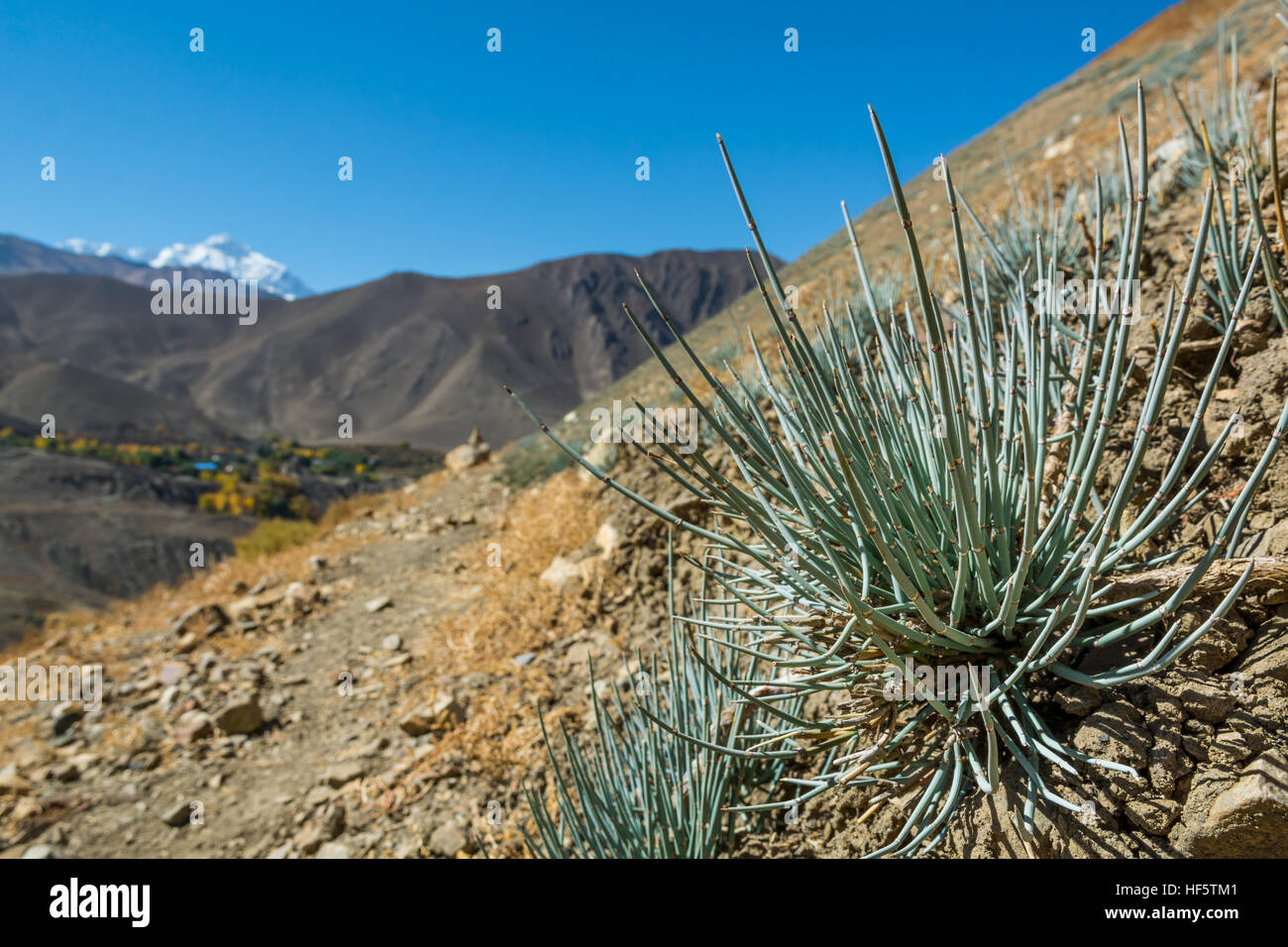Plants growing in the desert hi-res stock photography and images - Alamy