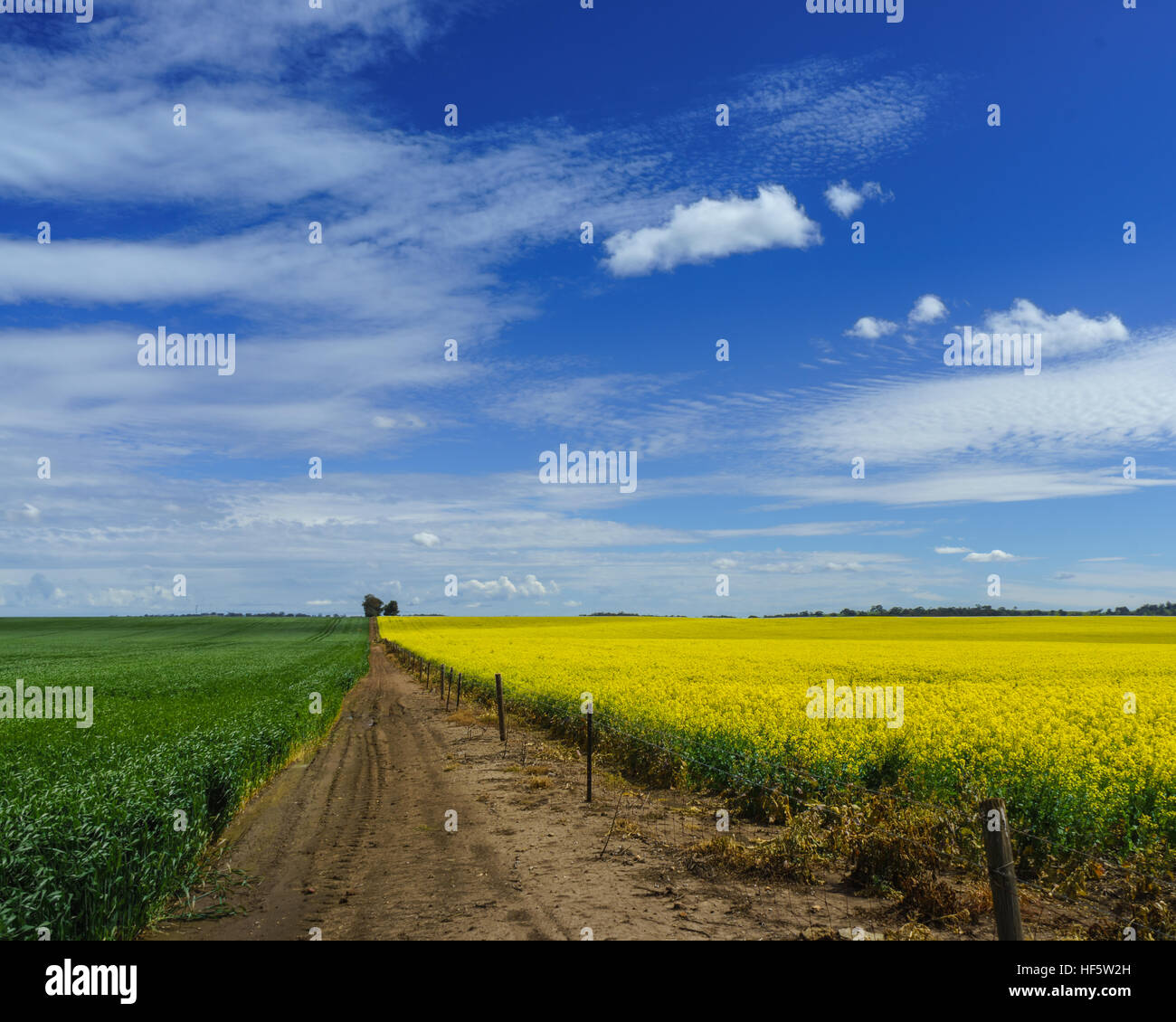 Canola crop growing australia hi-res stock photography and images - Alamy