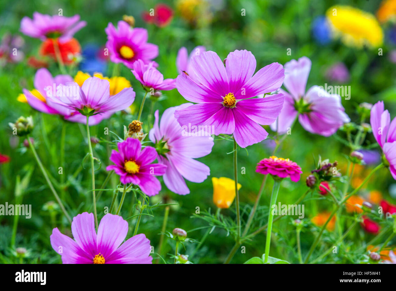 Beautiful cosmos flowers in garden hi-res stock photography and images ...