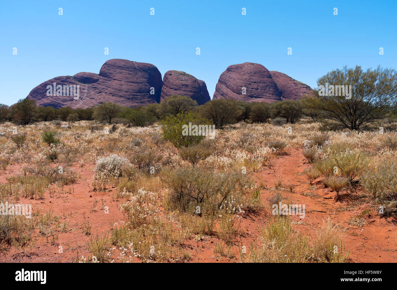 kata tjuta domes and desert flora in uluru kata tjuta national park of ...