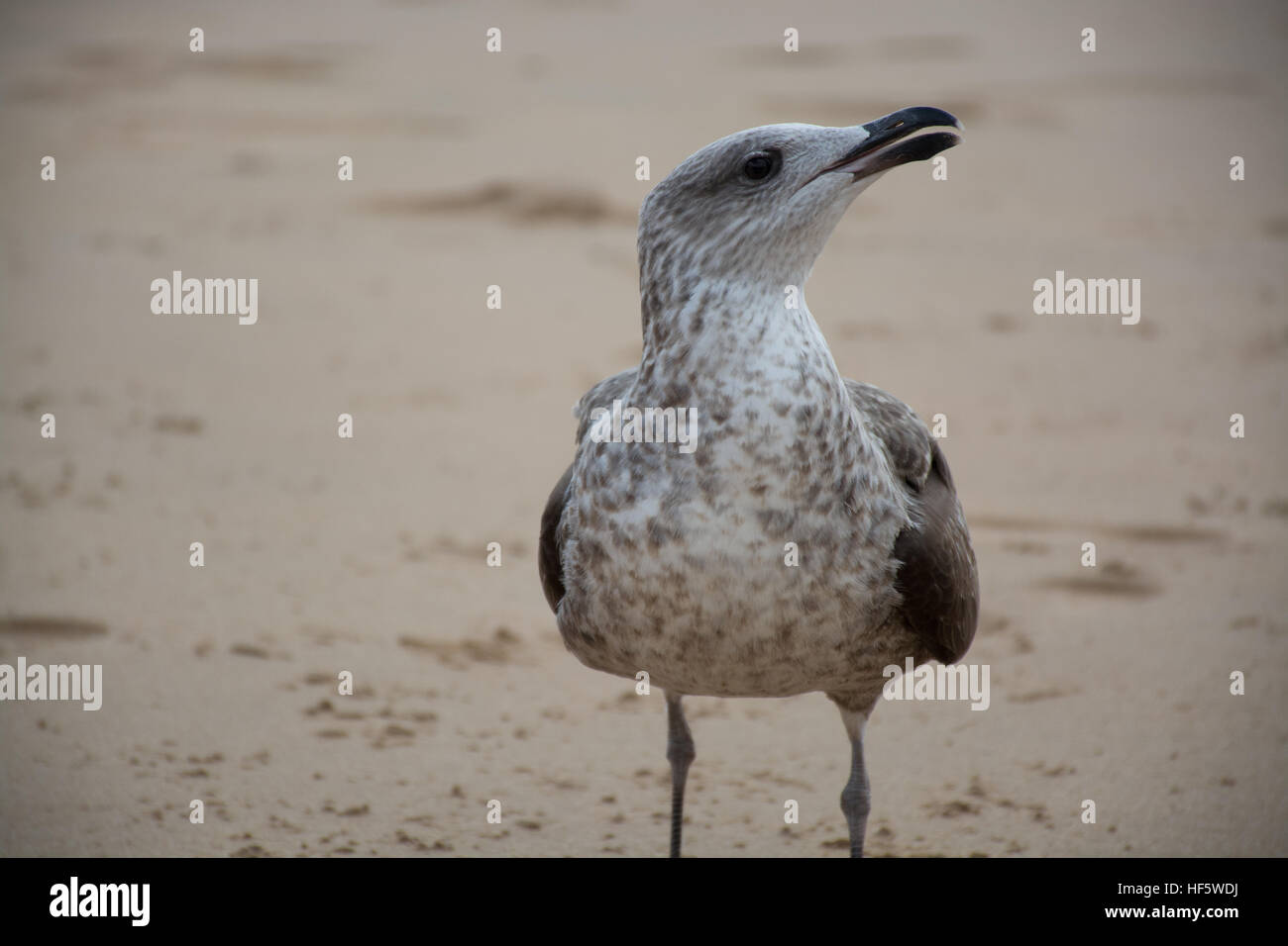 Bird Seagull on the yellow sandy beach close up Stock Photo - Alamy