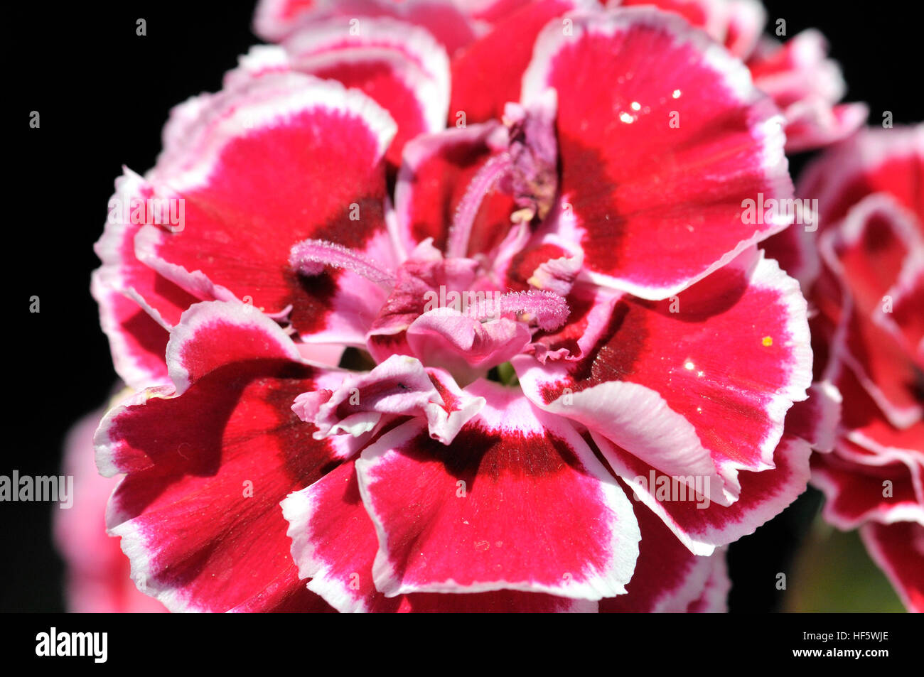 Dianthus sp. flowers, carnations, family Caryophyllaceae. Las Ramblas ...