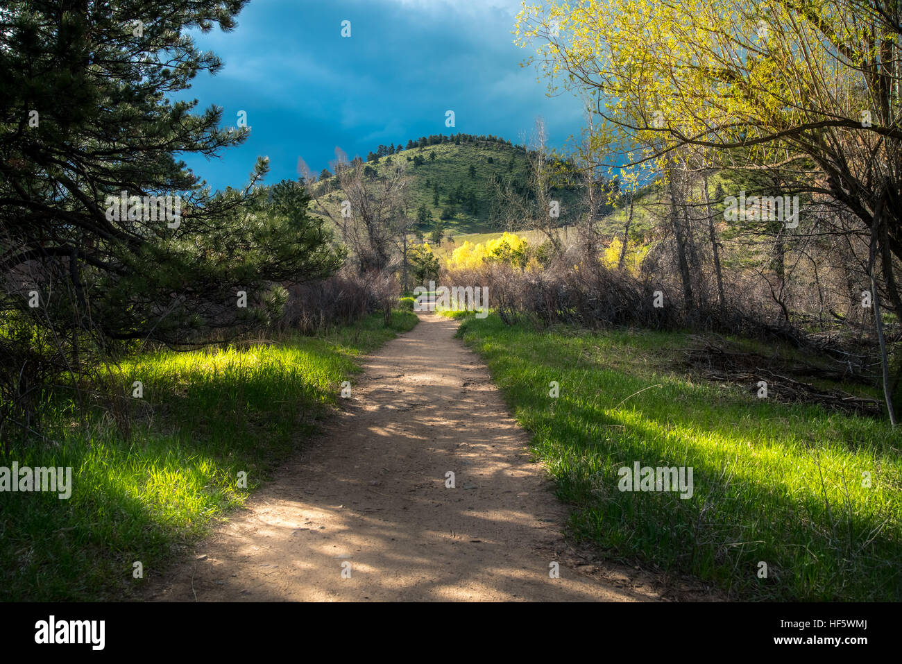 Nature trail leading out of forest Stock Photo - Alamy