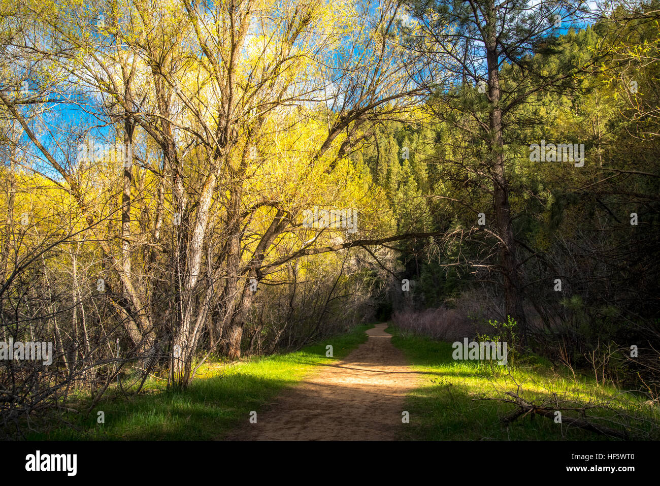 Nature trail leading into a forest during sunset Stock Photo - Alamy