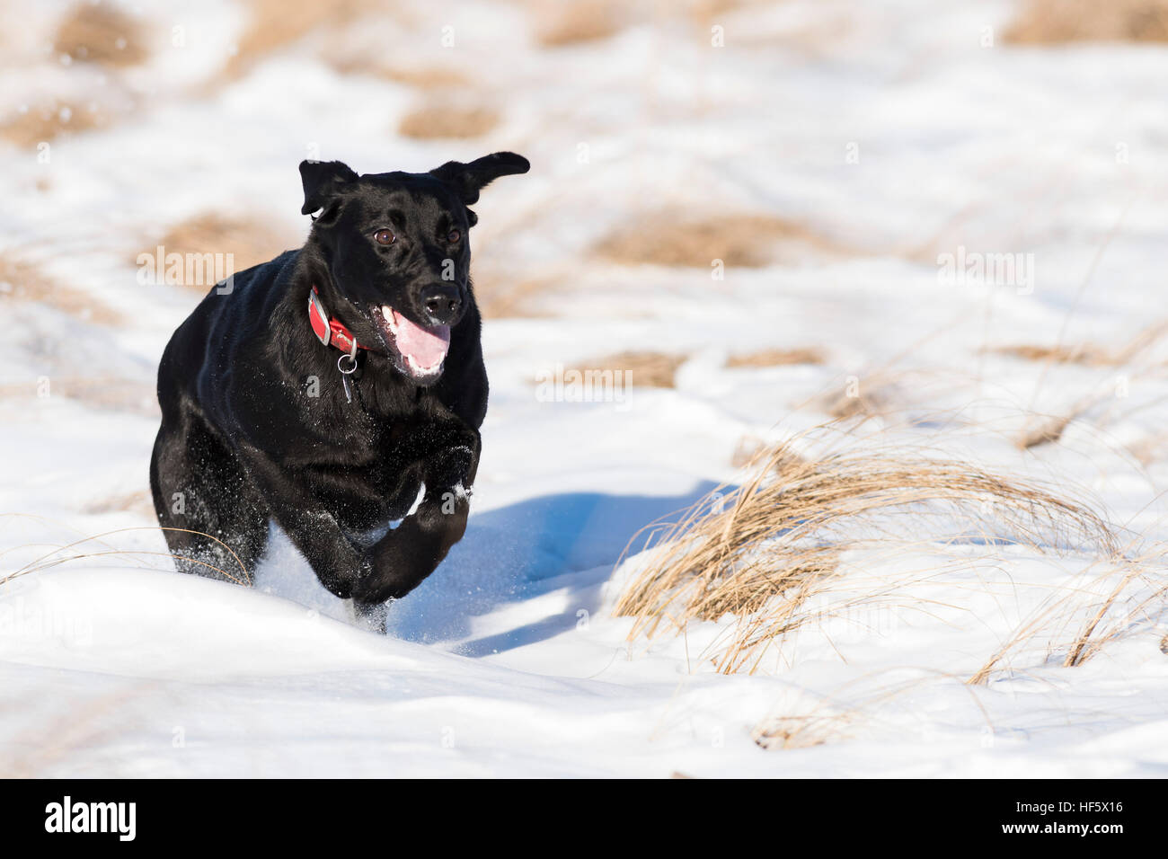 A Black Labrador Retriever running in fresh snow in the winter Stock ...