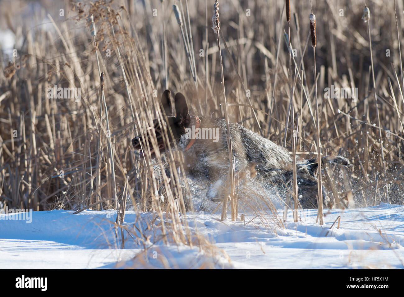 A German Wirehair Pointer running across a snowy field while hunting ...
