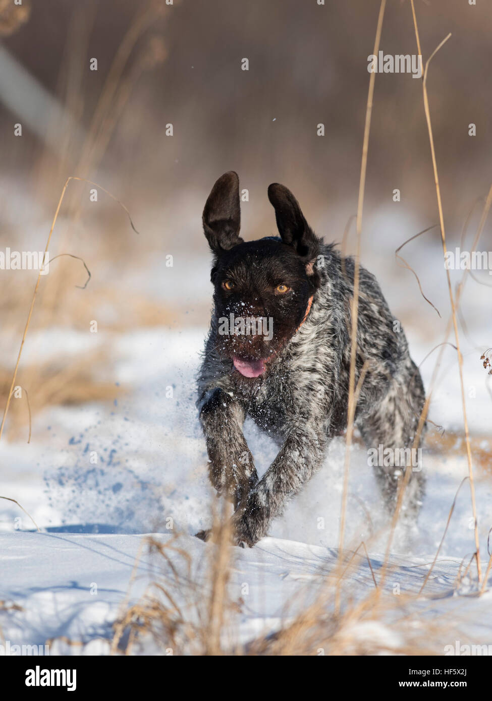 A German Wirehair Pointer running across a snowy field while hunting ...