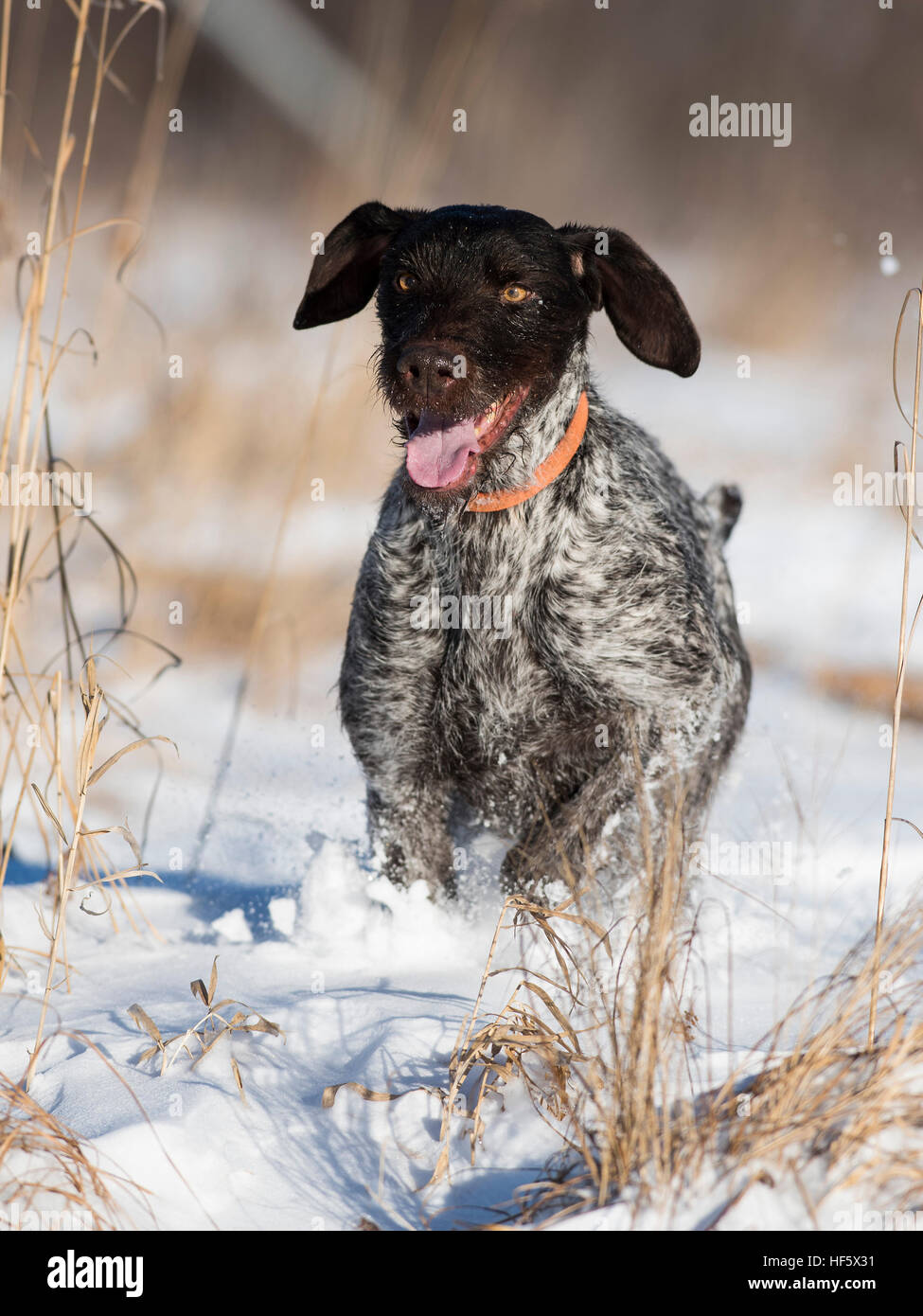 A German Wirehair Pointer running across a snowy field while hunting ...