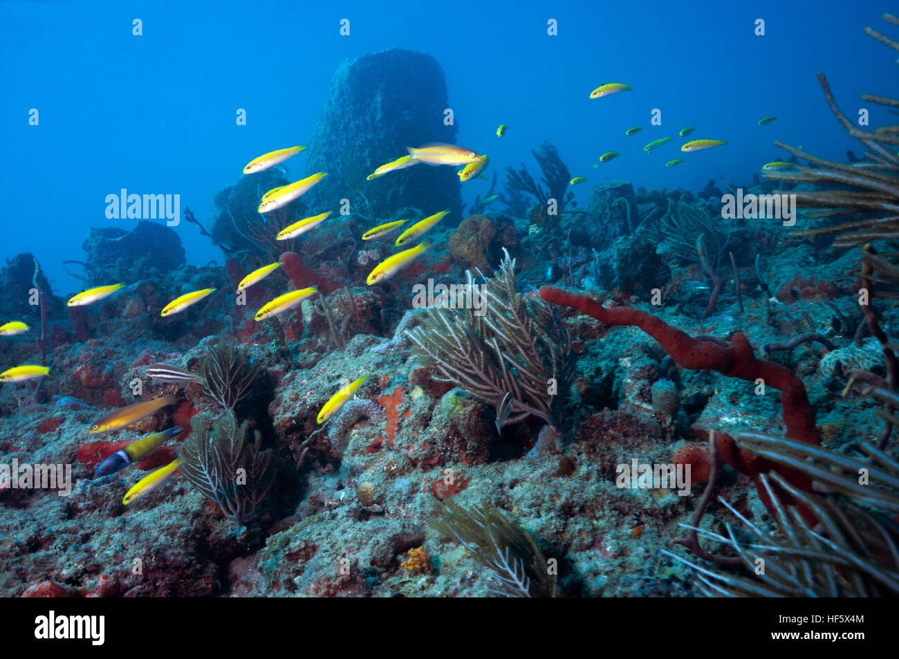 Blueheaded wrasse hi-res stock photography and images - Alamy