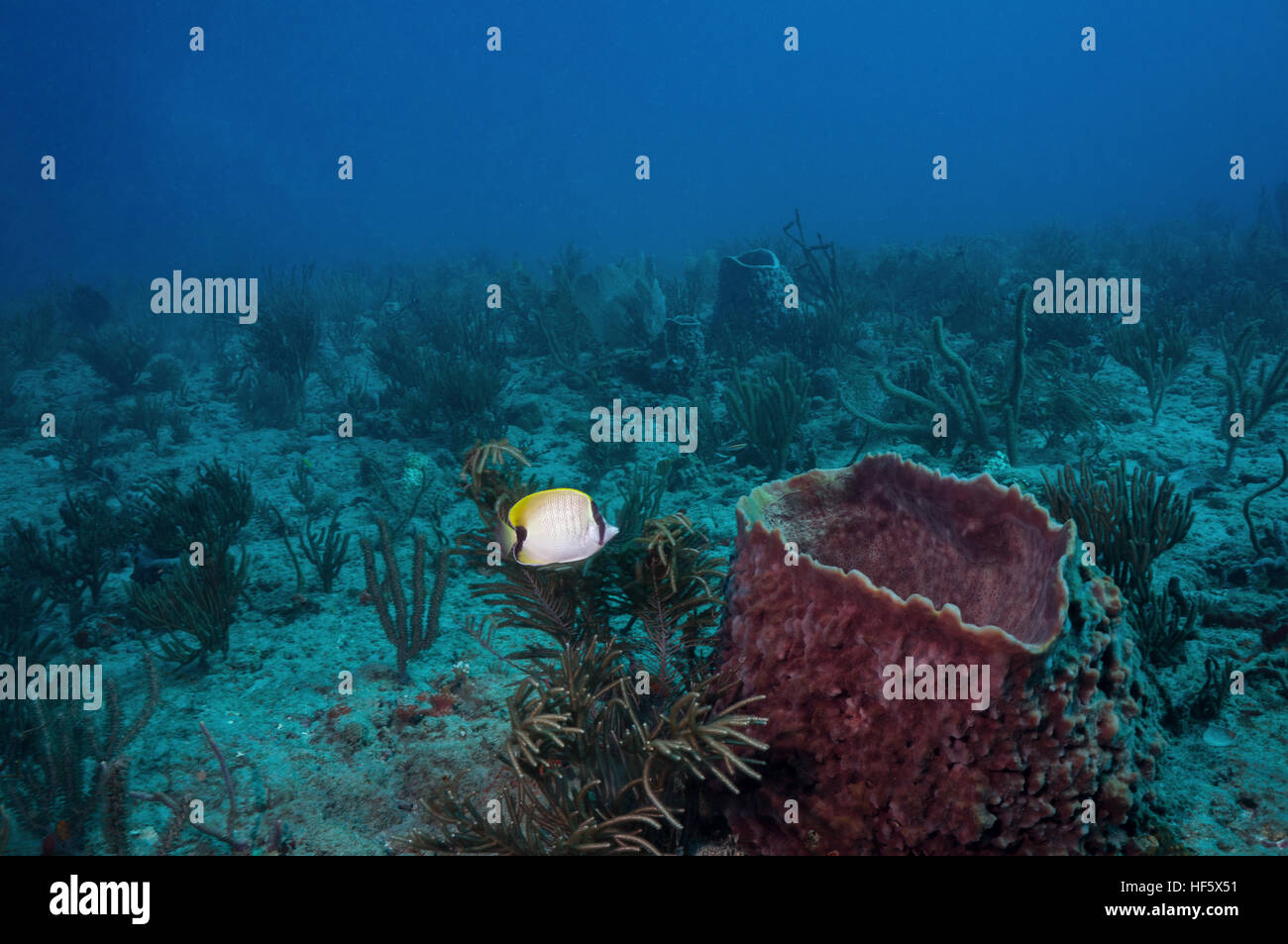 Reef butterflyflyfish hi-res stock photography and images - Alamy