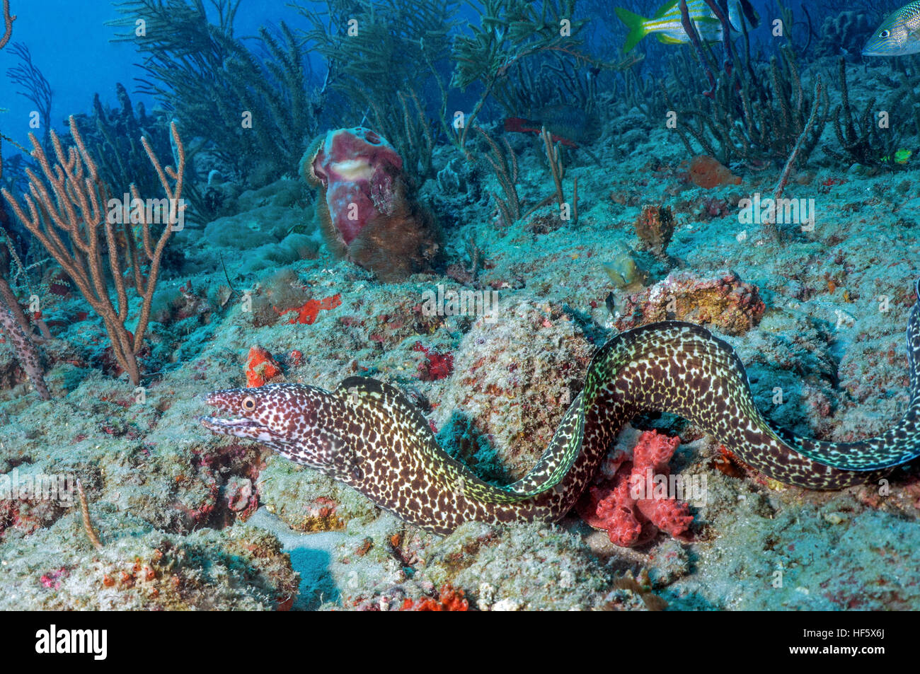 Moray and reef hi-res stock photography and images - Alamy
