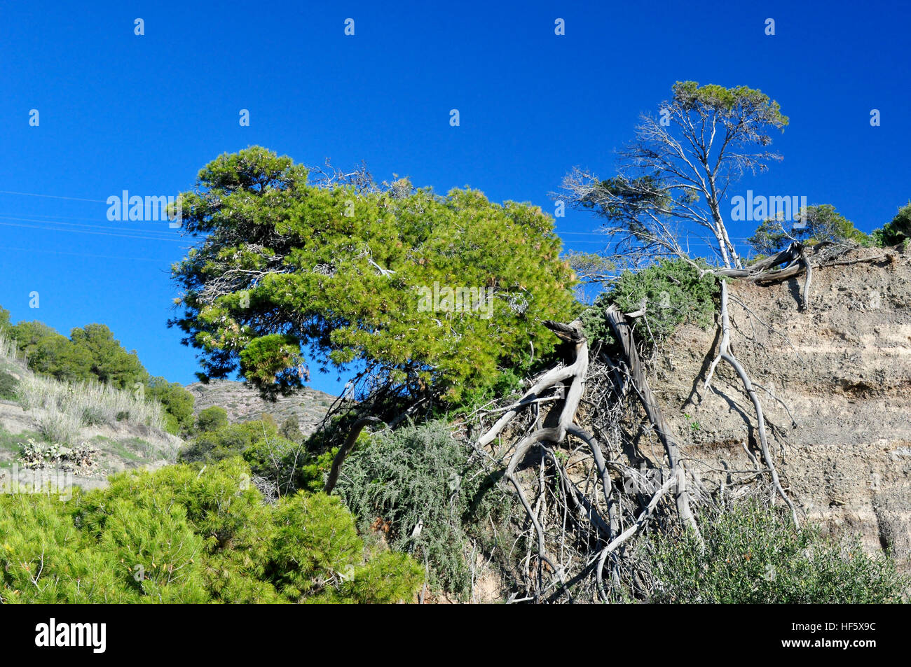 fallen tree on hill Stock Photo - Alamy